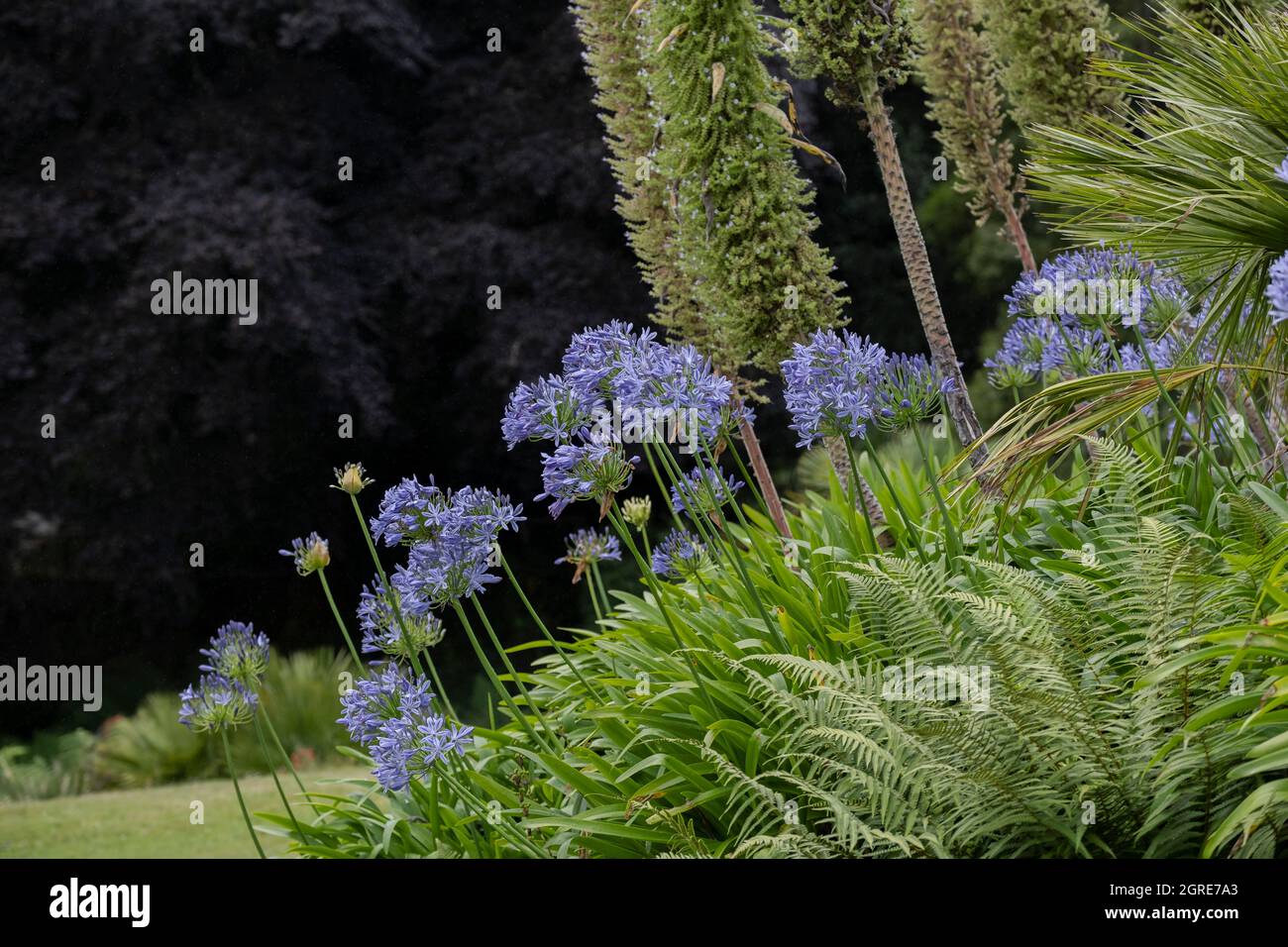 Agapanthus, Ferns and Echiums growing in a garden in Cornwall Stock ...