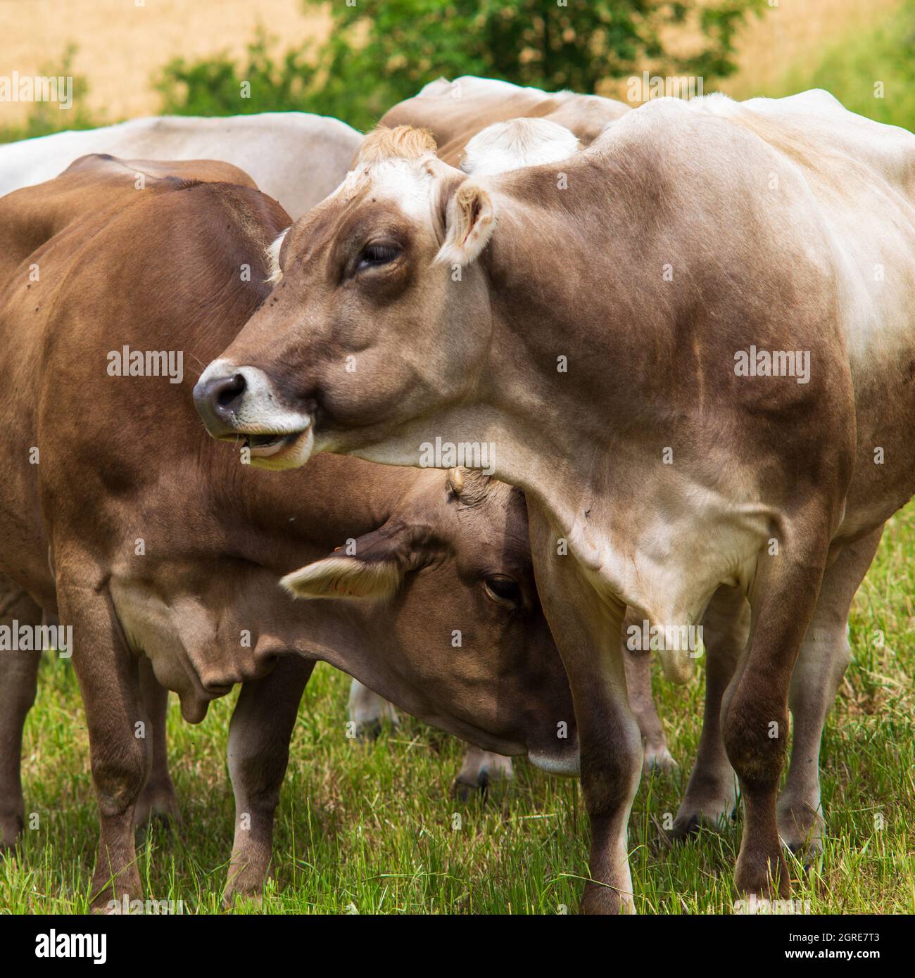 Aubrac cattle cattle bull europe hi-res stock photography and images ...