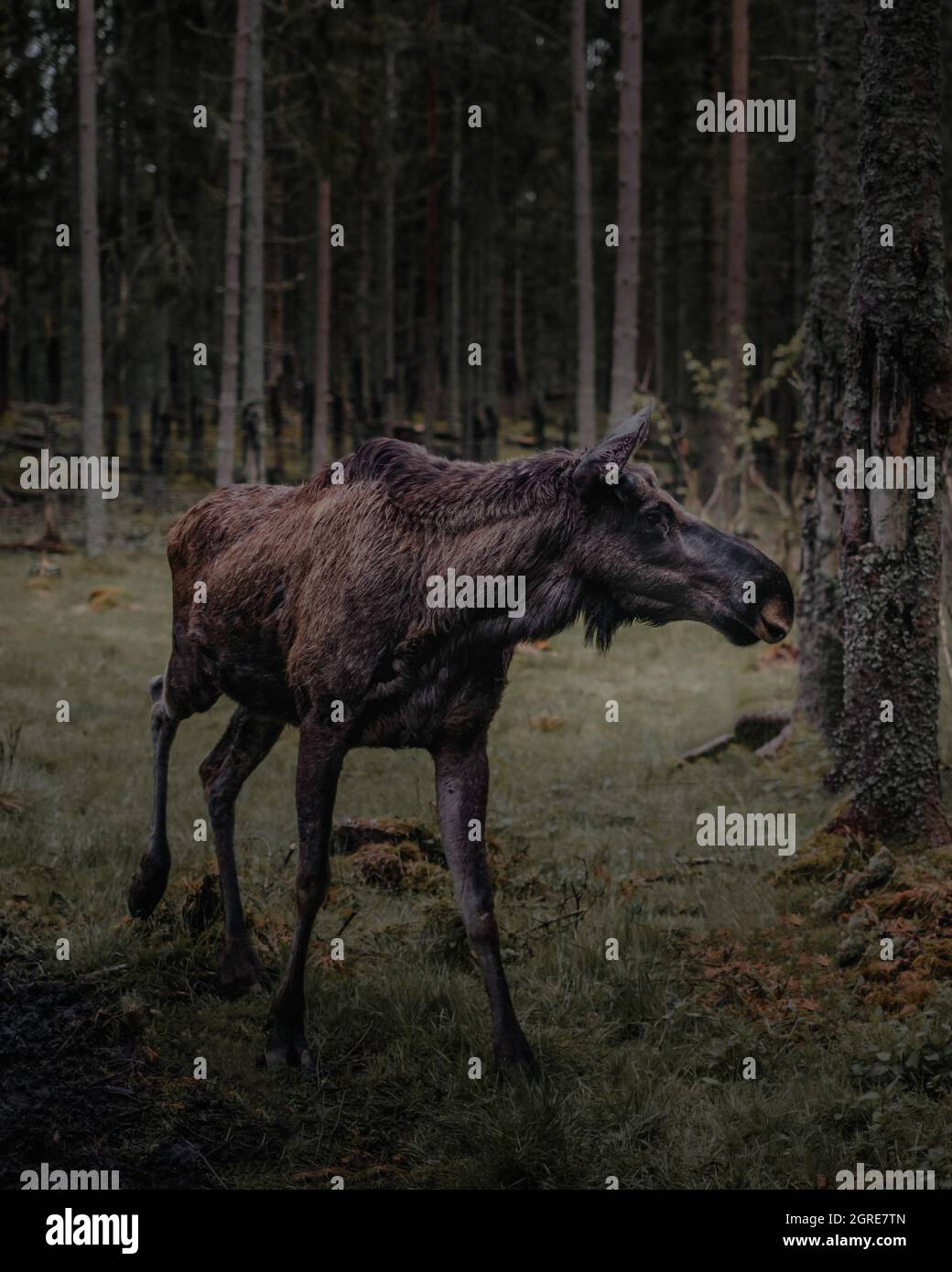 Full side view of a moose hi-res stock photography and images - Alamy