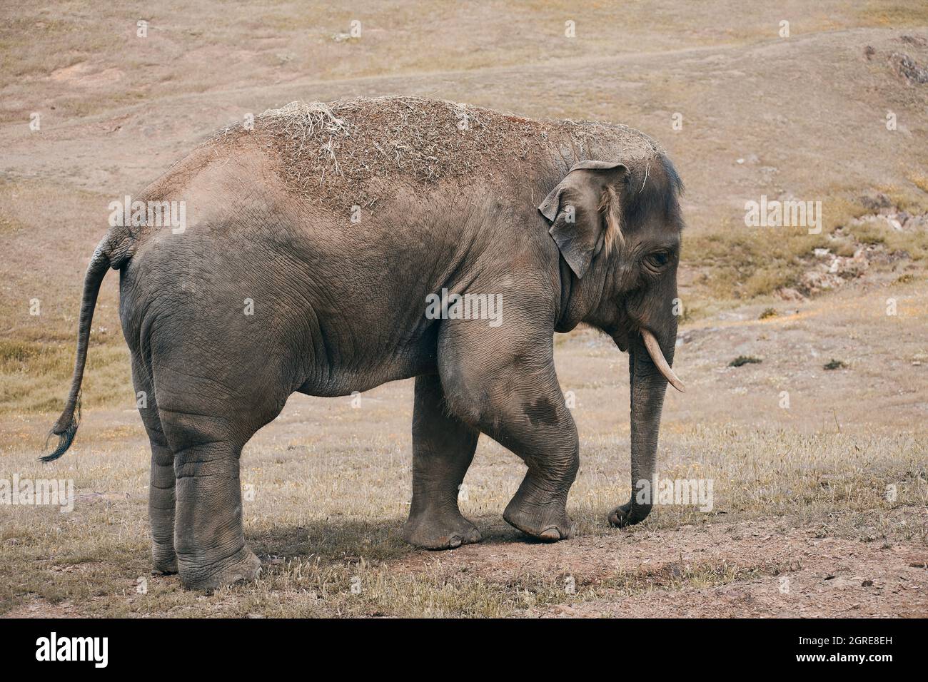 Elephant calf looking up hi-res stock photography and images - Alamy