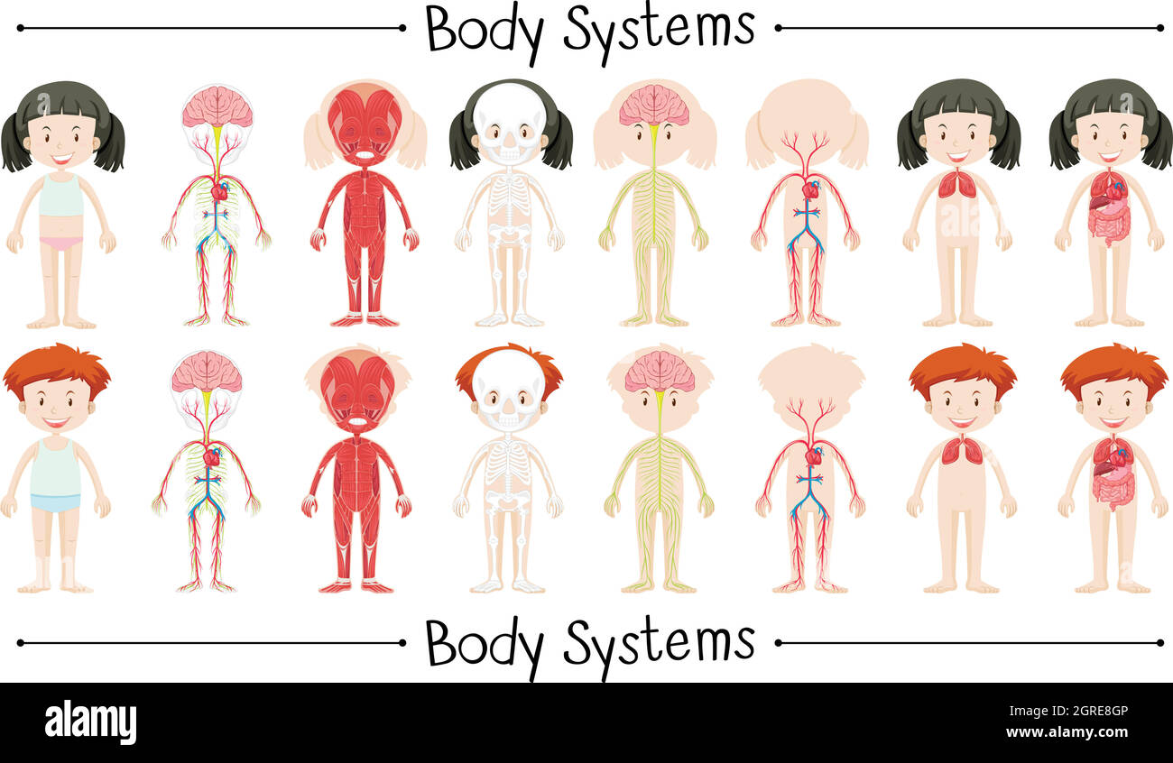Body system of boy and girl Stock Vector Image & Art - Alamy