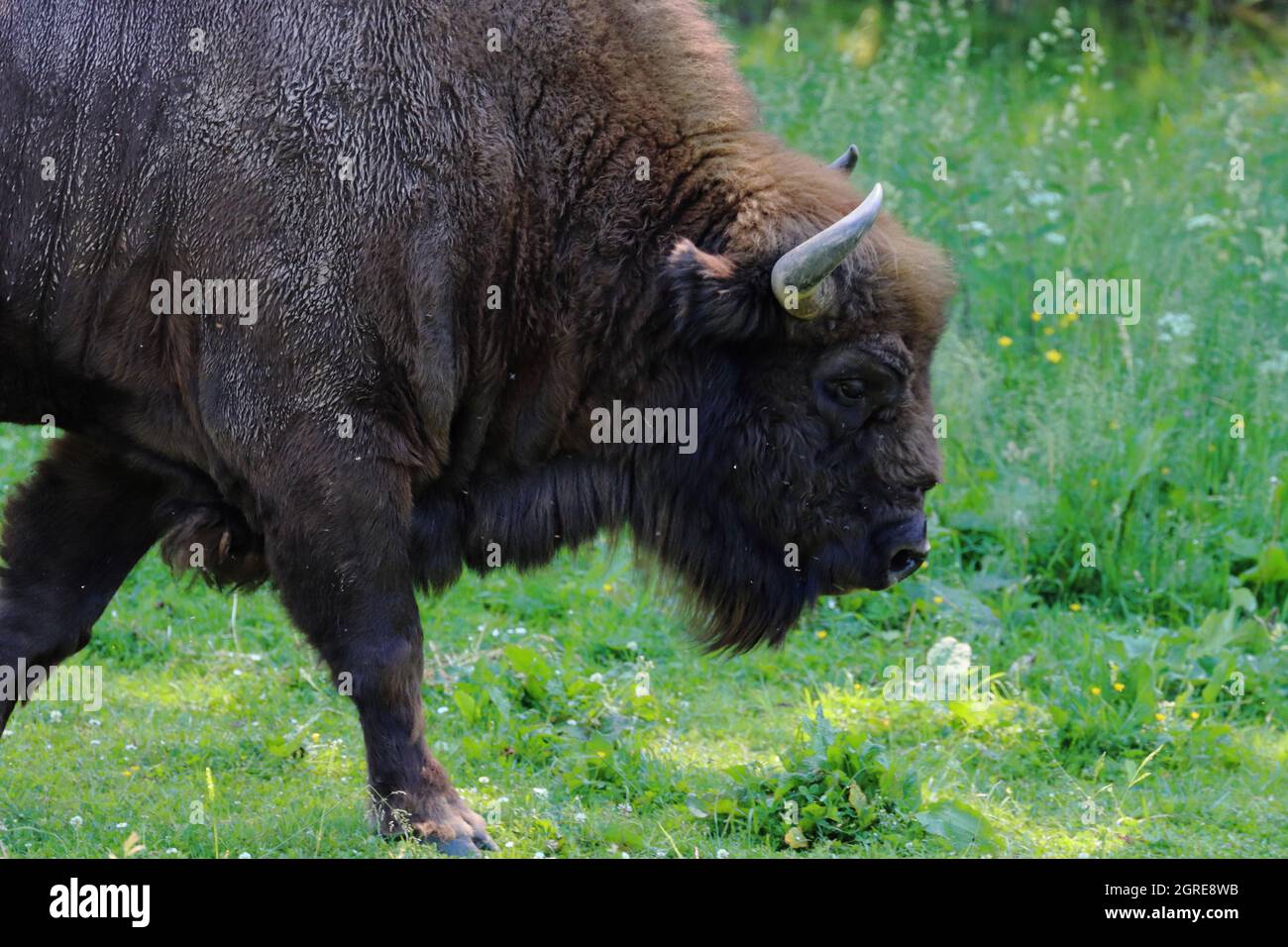 Wisent in hi-res stock photography and images - Alamy