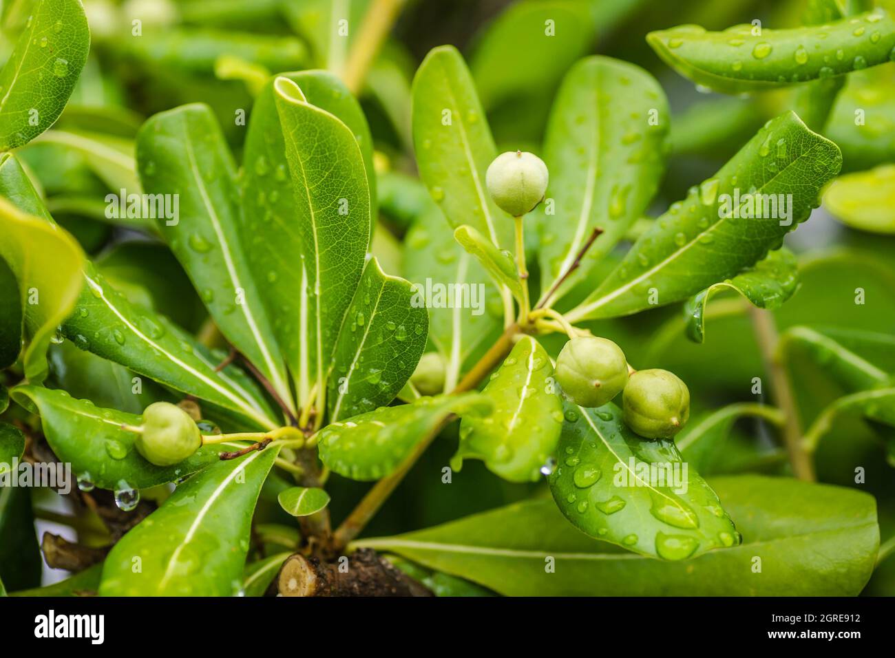 Pittosporum hedge hi-res stock photography and images - Alamy