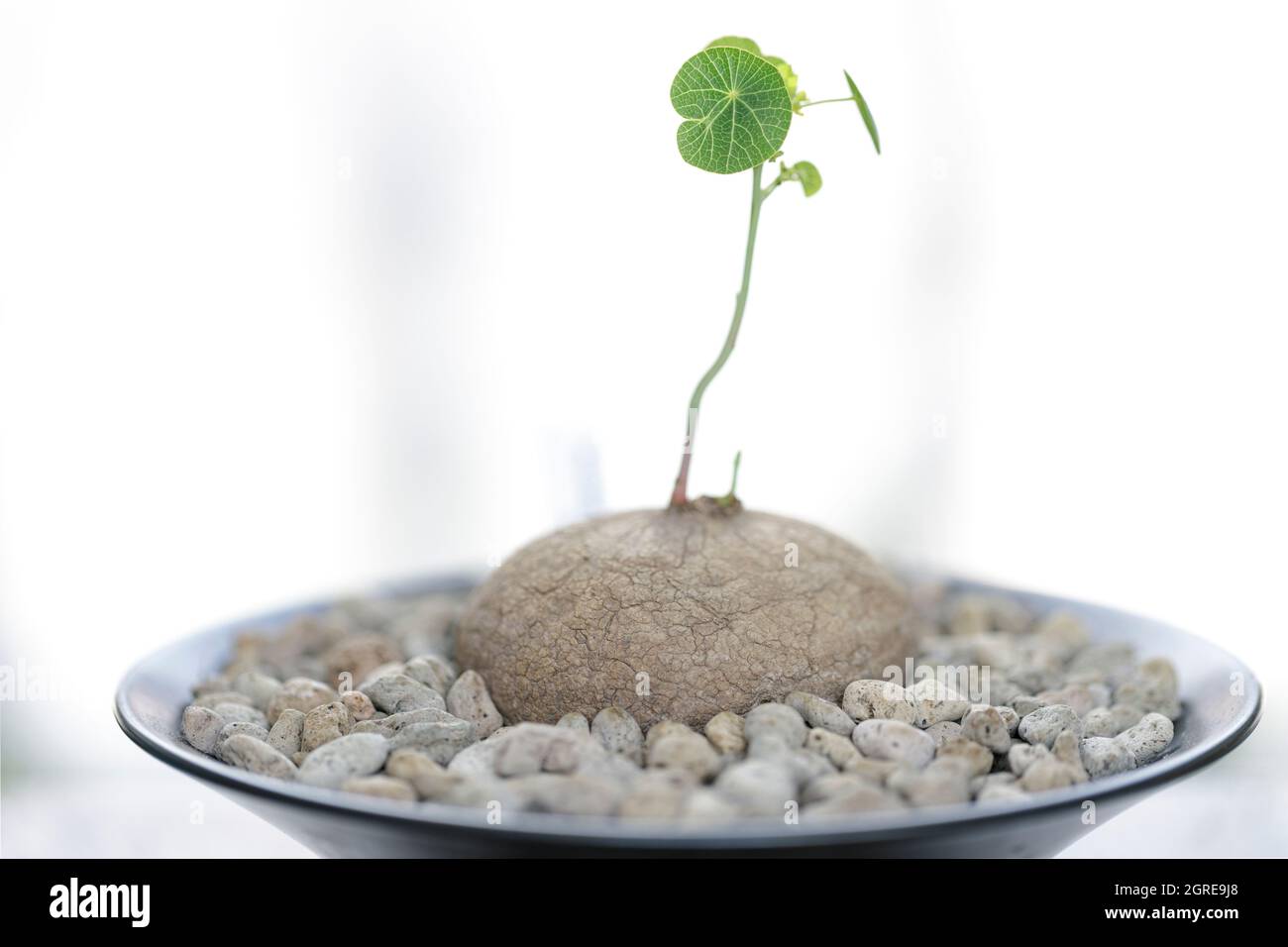 Craib hi-res stock photography and images - Alamy