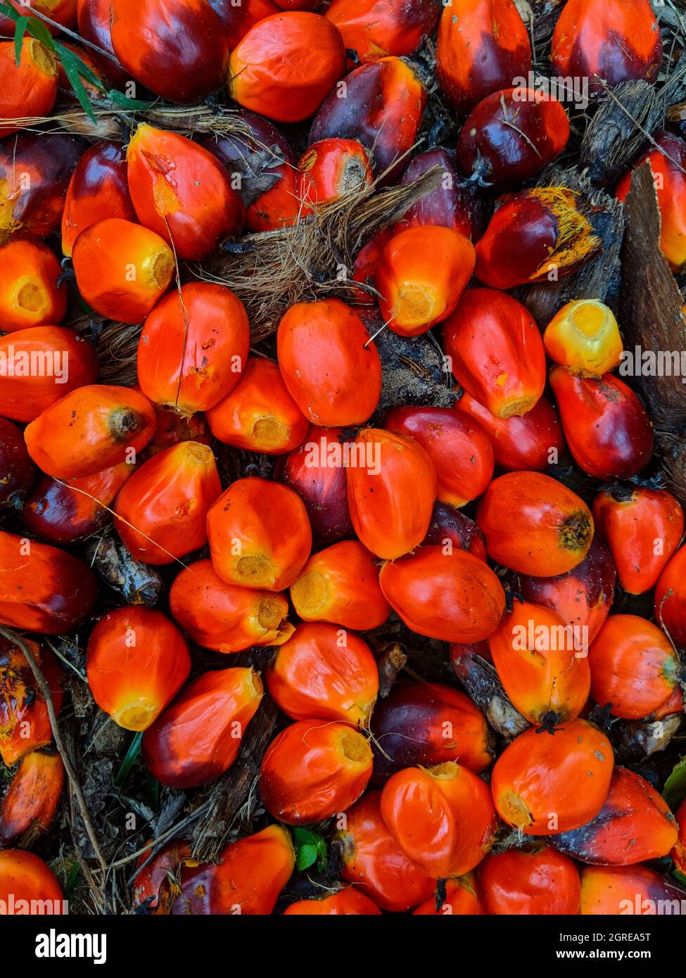 Seeds palm tree orange fruit hi-res stock photography and images - Alamy