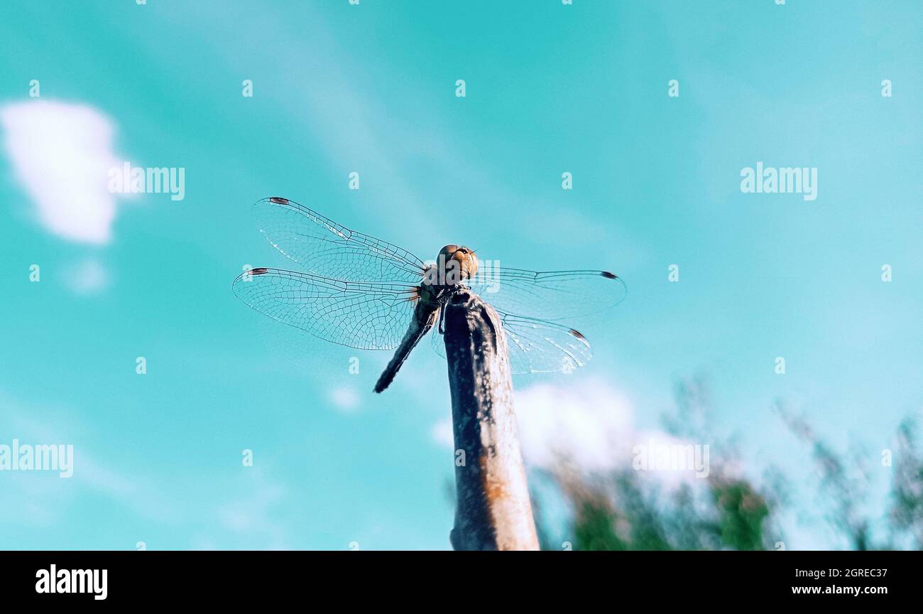 Dragonfly trapped in spider web hi-res stock photography and images - Alamy