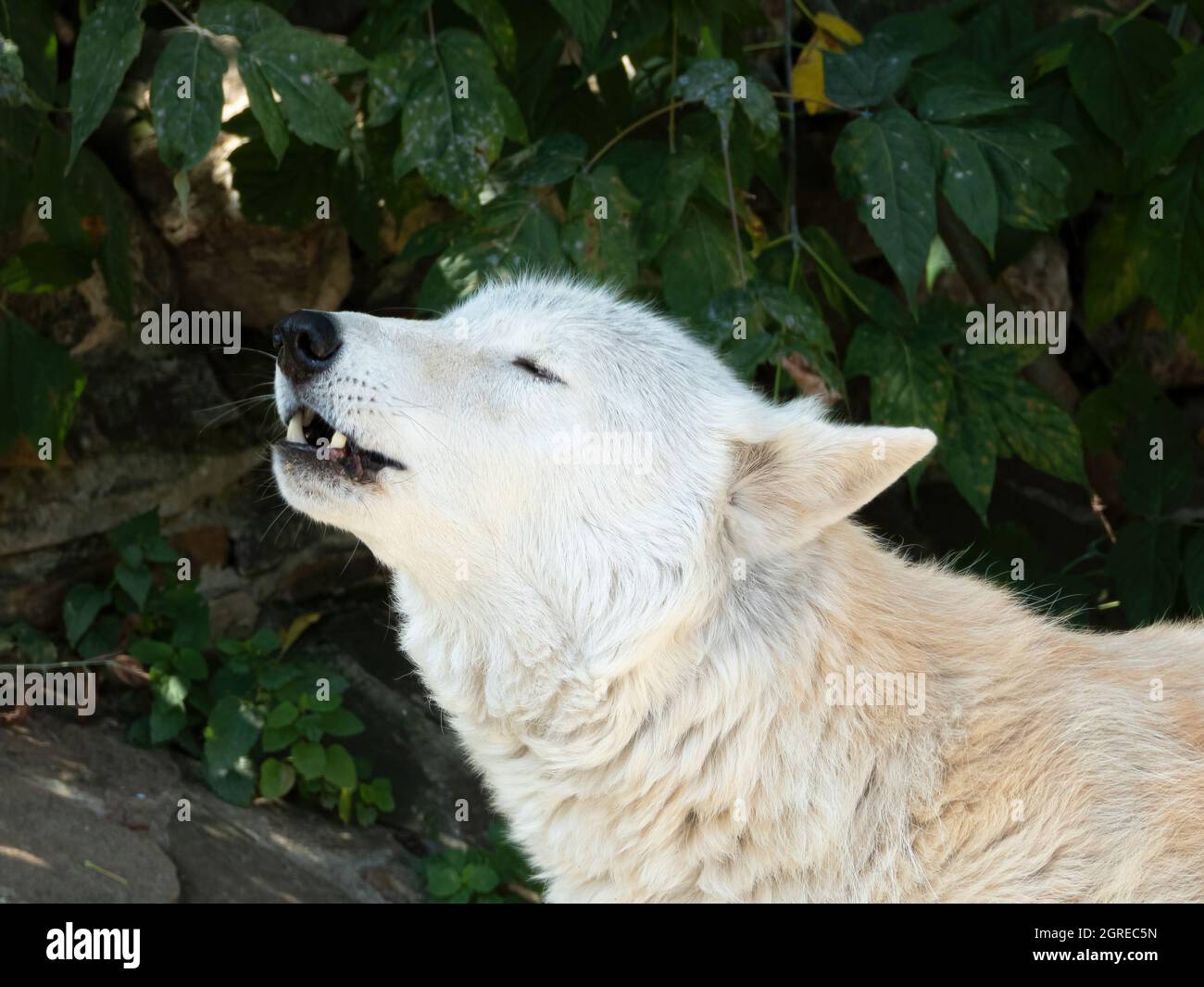 Arctic wolf howling hi-res stock photography and images - Alamy