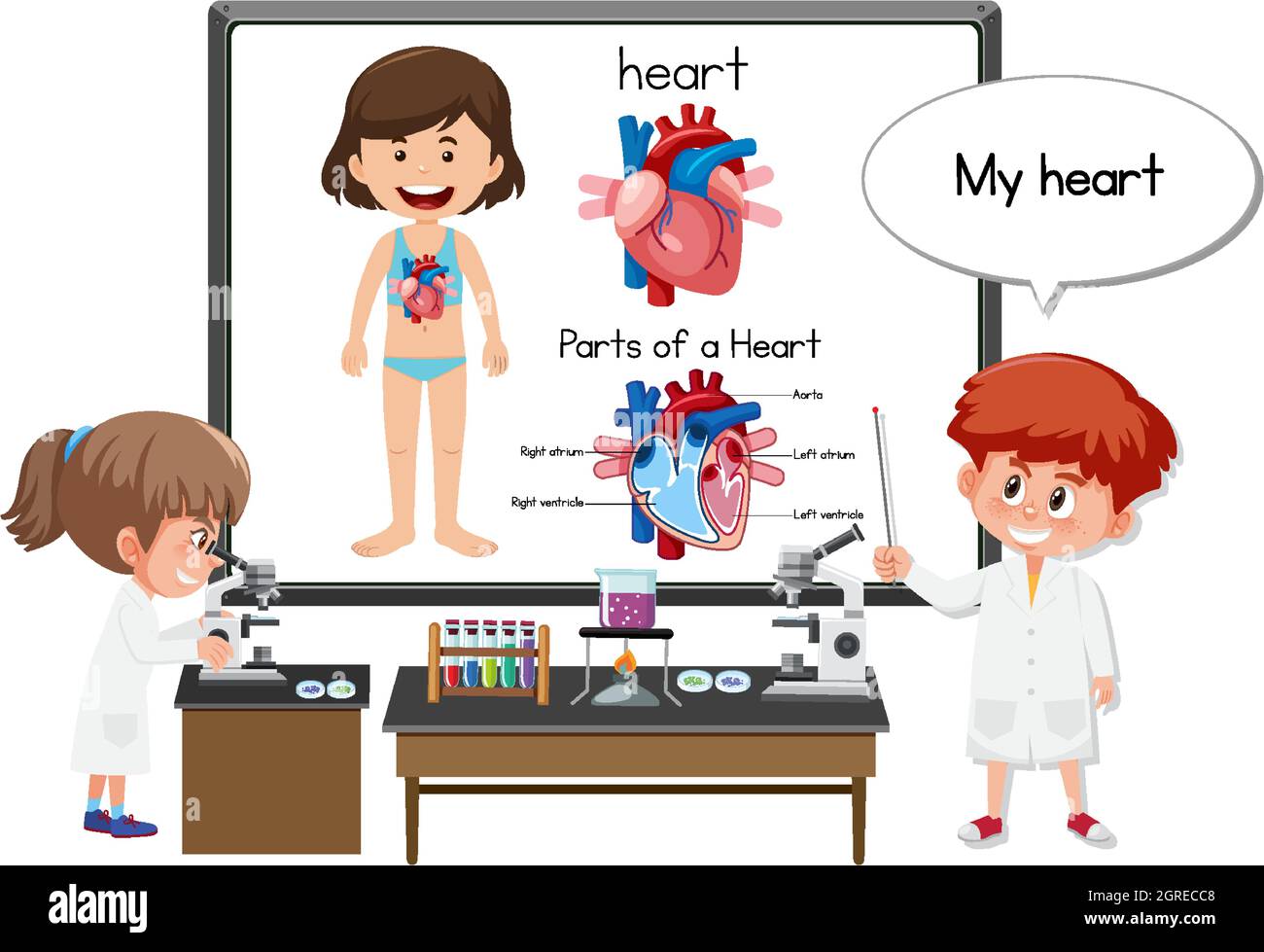 Young doctor explaining heart anatomy illustration Stock Vector Image ...