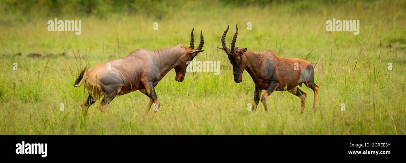 Two male topi hi-res stock photography and images - Alamy