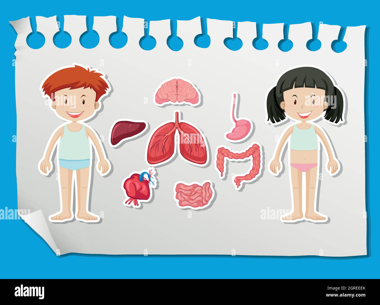 Biology chart hi-res stock photography and images - Alamy