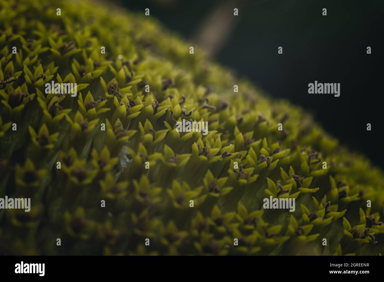 A Macro Shot Core Of Common Sunflower With Texture For Wallpaper Or ...