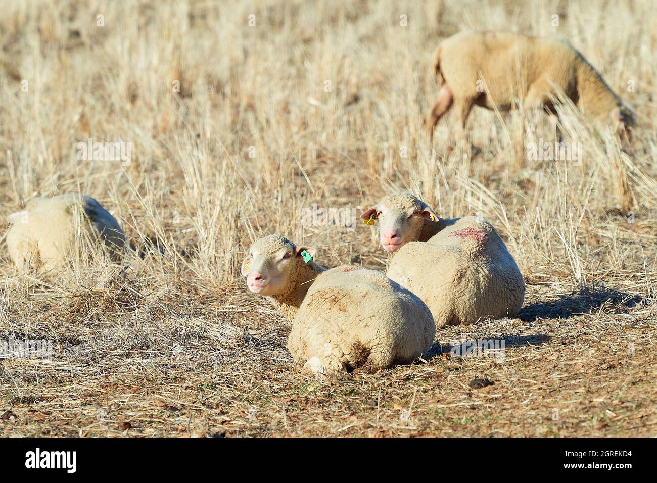 Selective of sheep resting in the field Stock Photo - Alamy