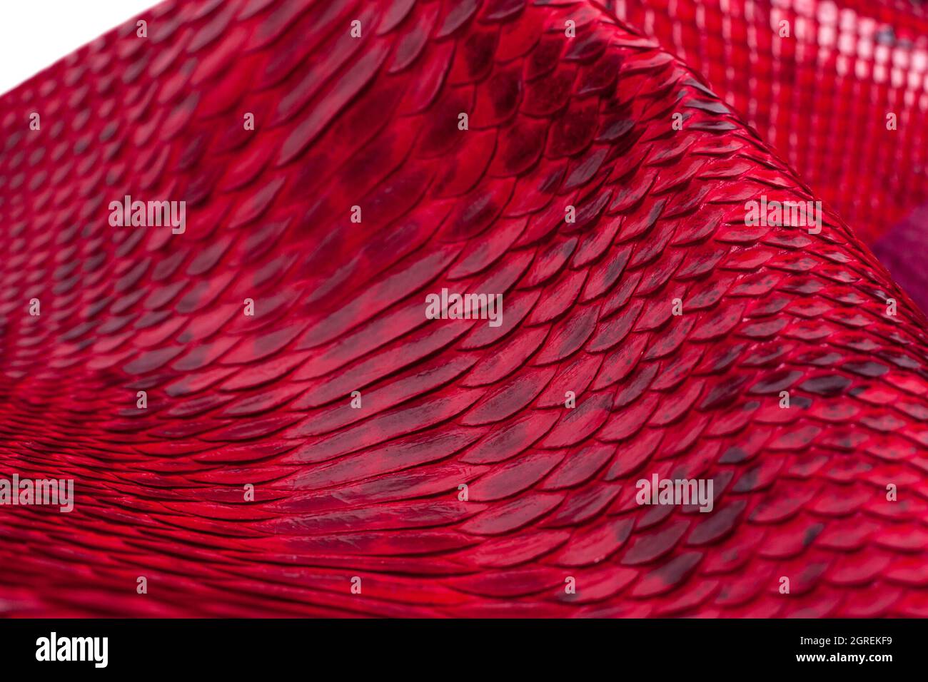 Python bird hi-res stock photography and images - Alamy