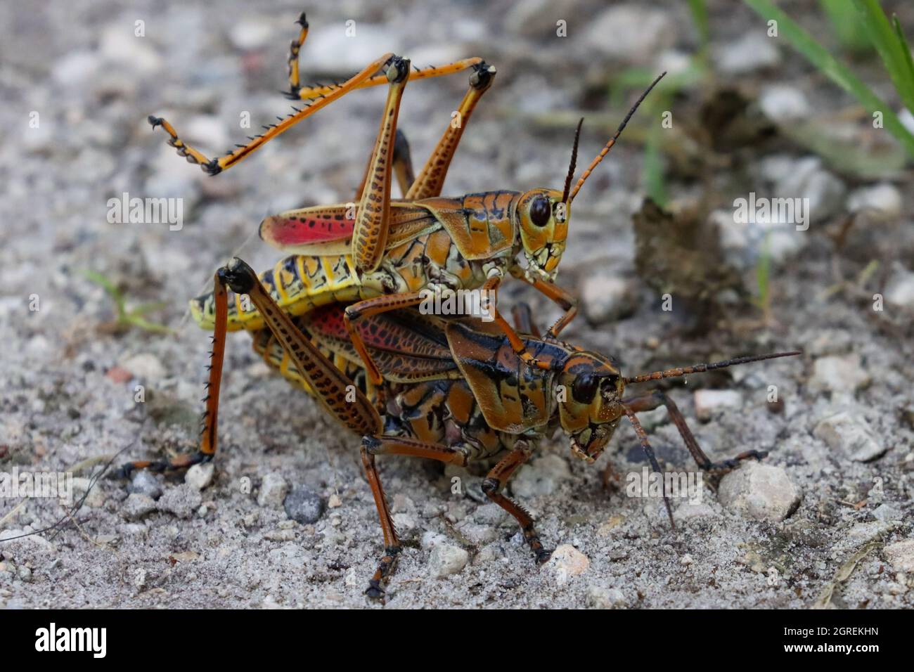 Land lubber grasshopper hi-res stock photography and images - Alamy