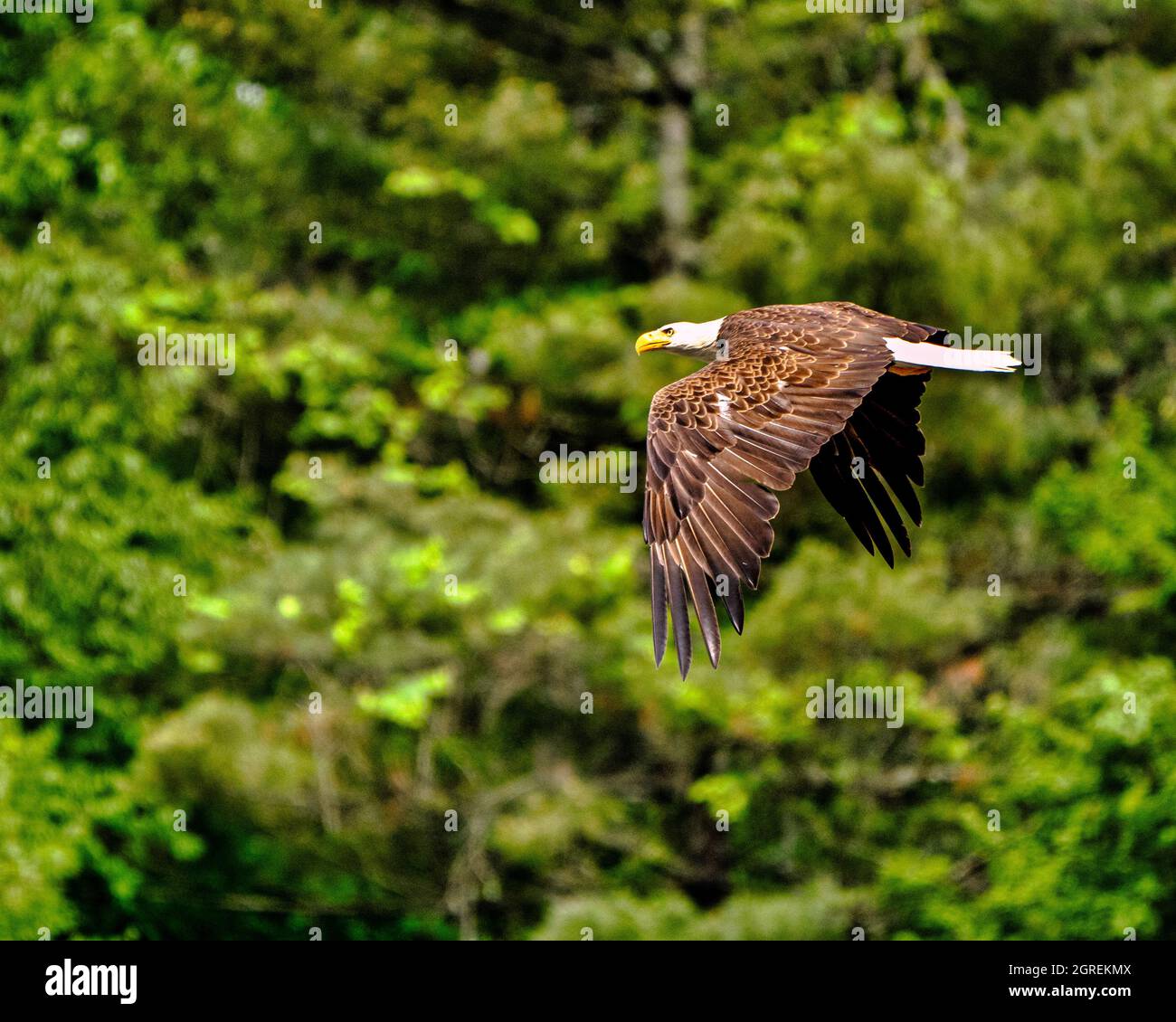 N eagle hi-res stock photography and images - Alamy
