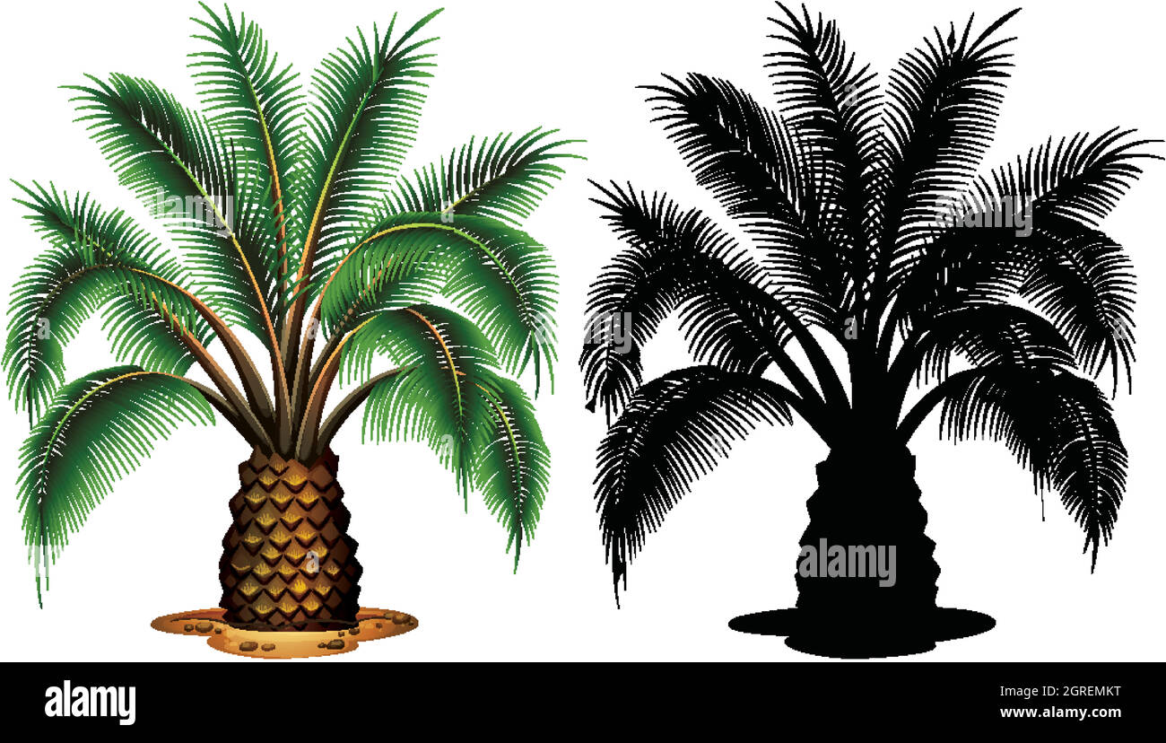 Palm tree drawing Stock Vector Images - Alamy