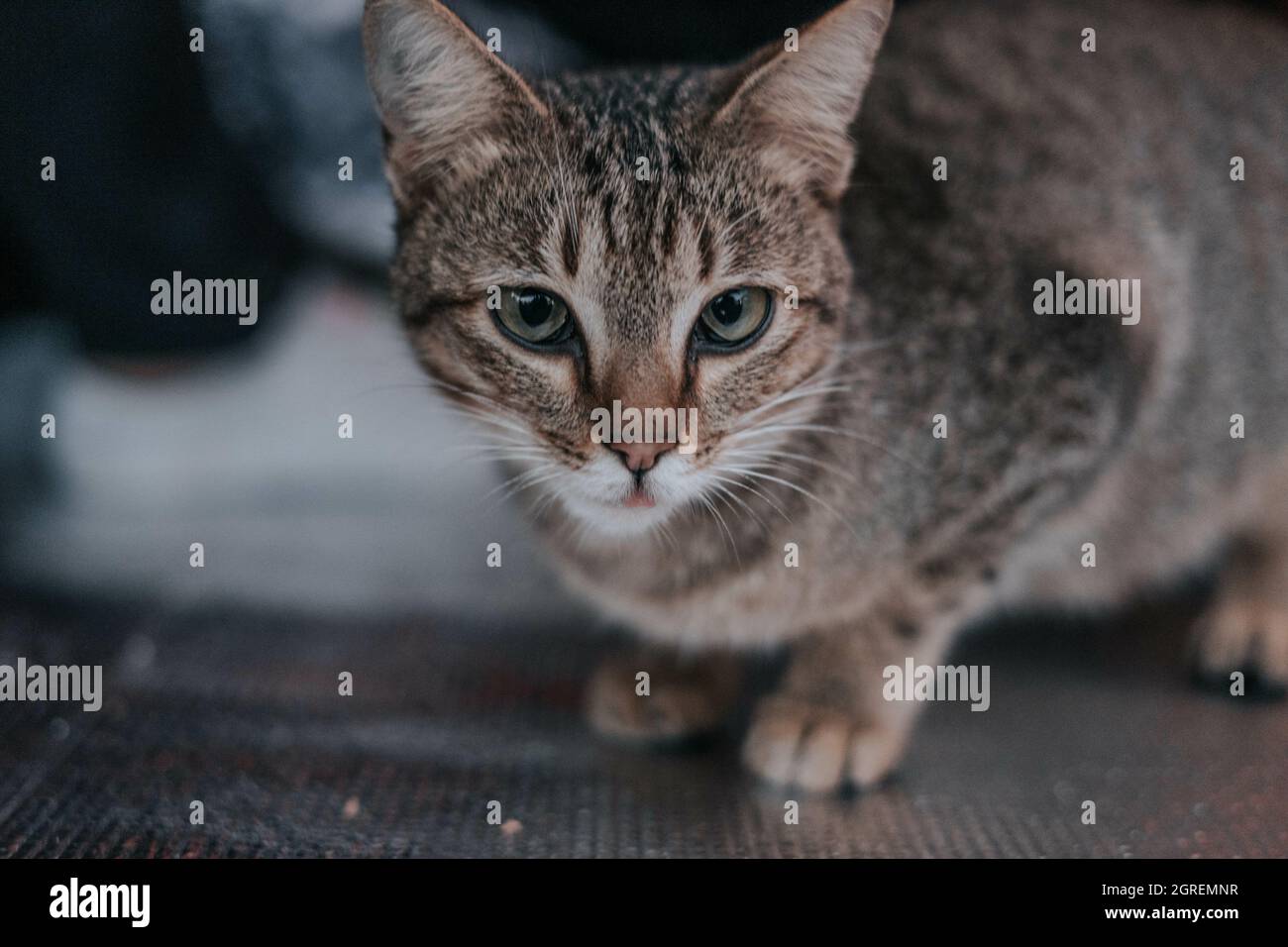 Portrait of a beautiful gray cat looking into the camera Stock Photo ...