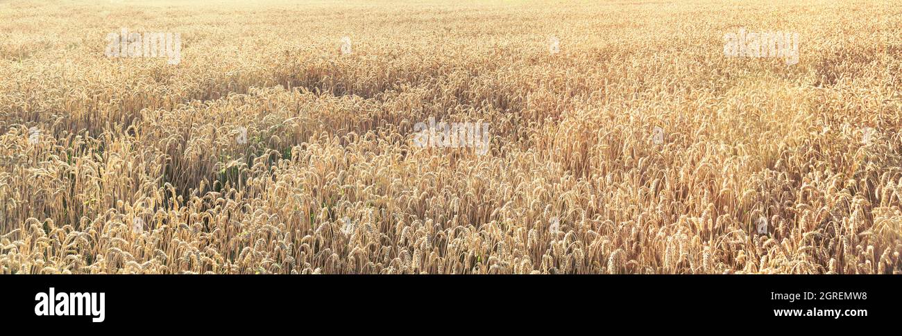 A Field Of Ripe Wheat With Sun Rays Stock Photo - Alamy