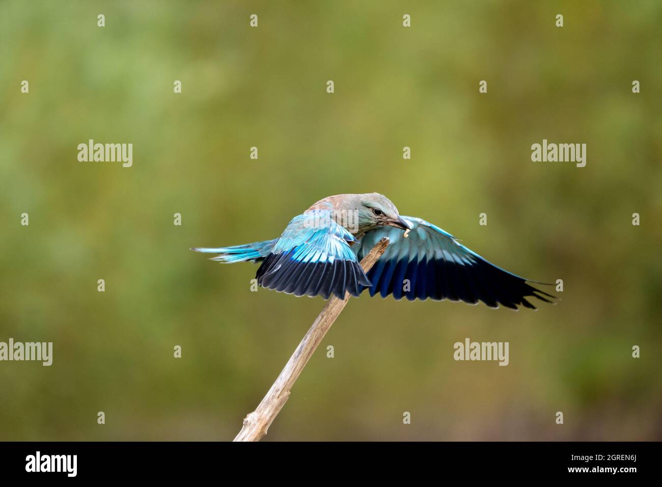 Wing of a blue roller hi-res stock photography and images - Alamy