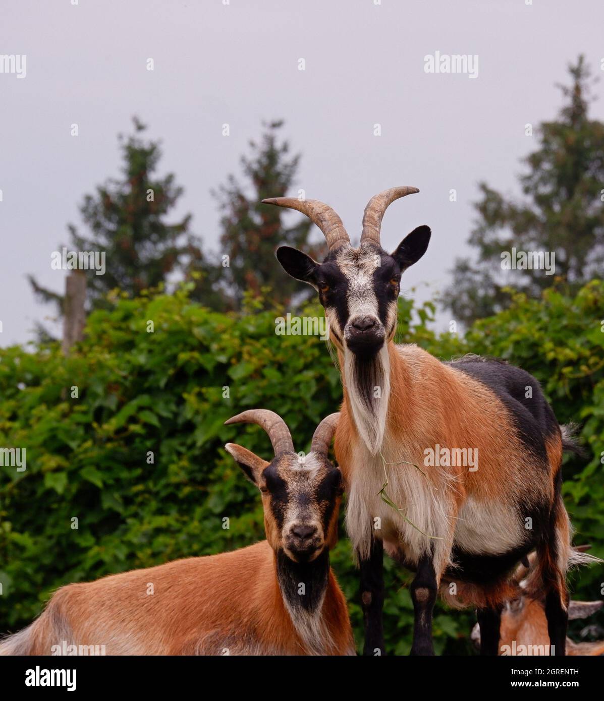 Two barbary sheep hi-res stock photography and images - Alamy