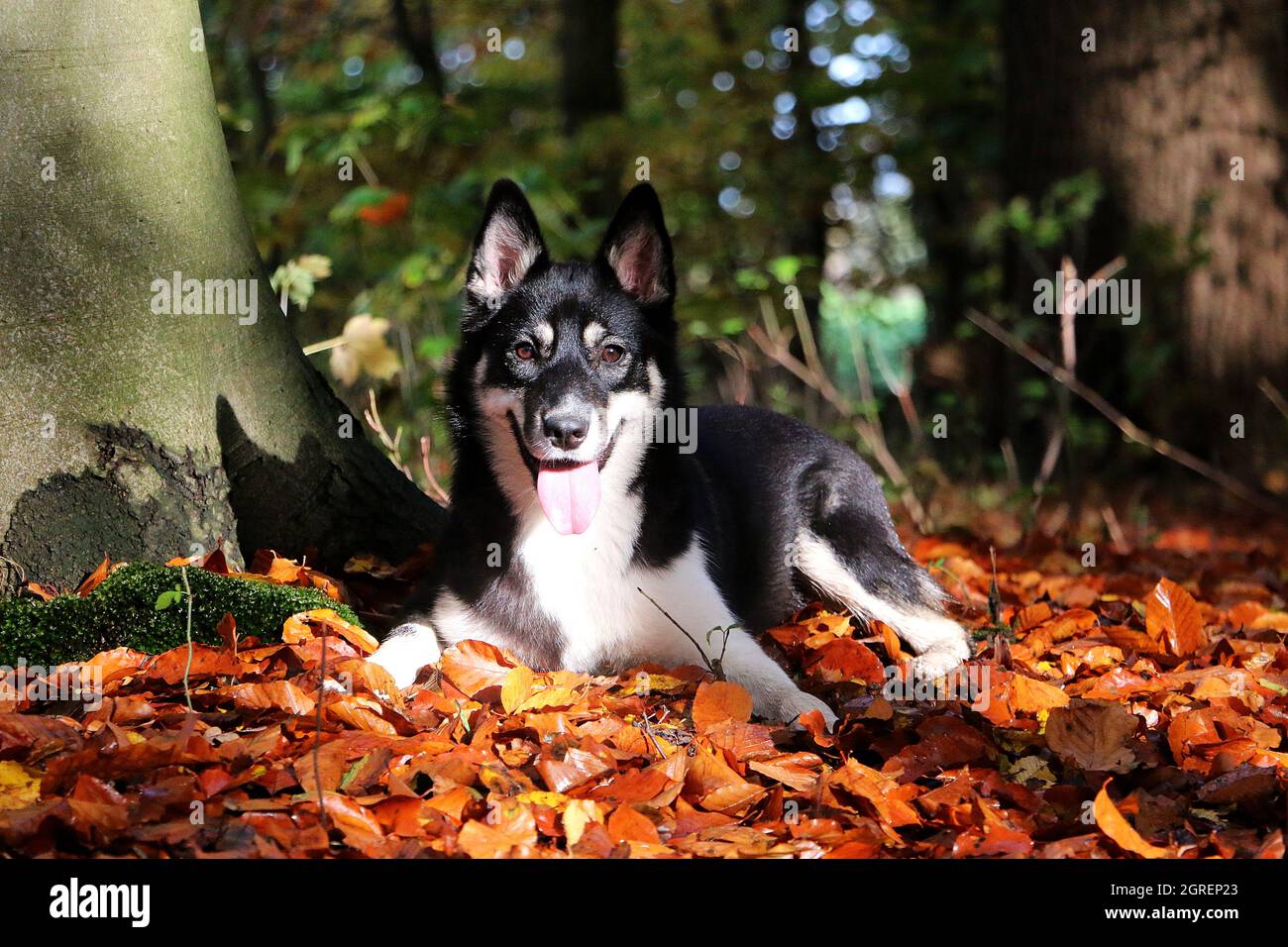 Portrait of a graceful Syberian husky in the woods at fall Stock Photo ...