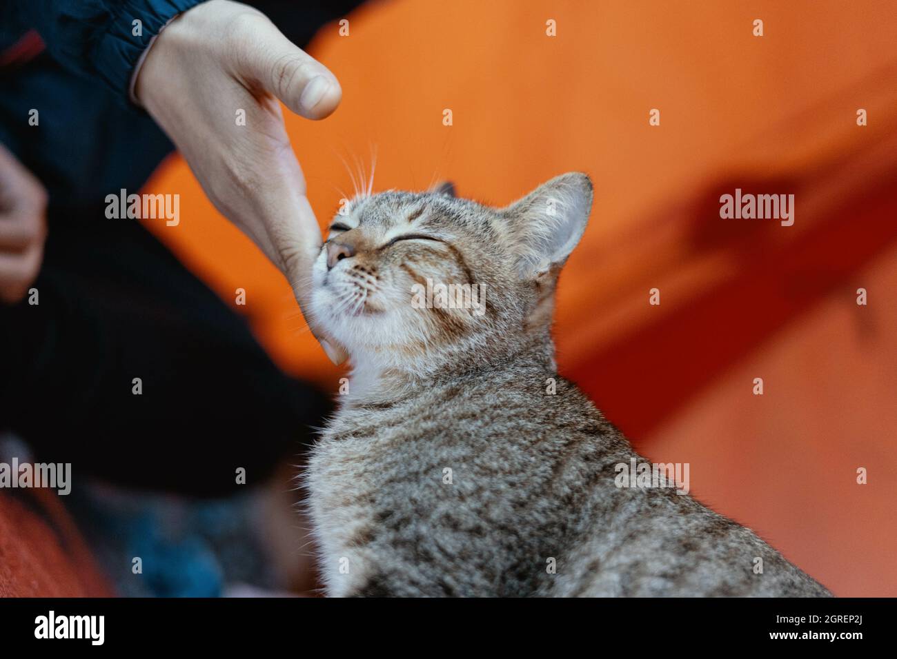Mans hand petting adorable hi-res stock photography and images - Alamy