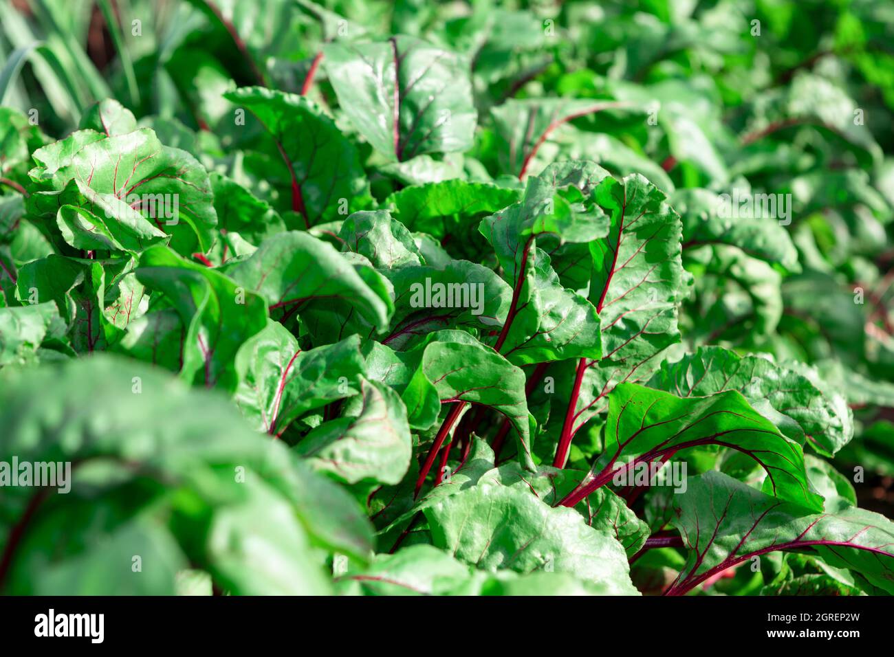 Growing land cress hi-res stock photography and images - Alamy