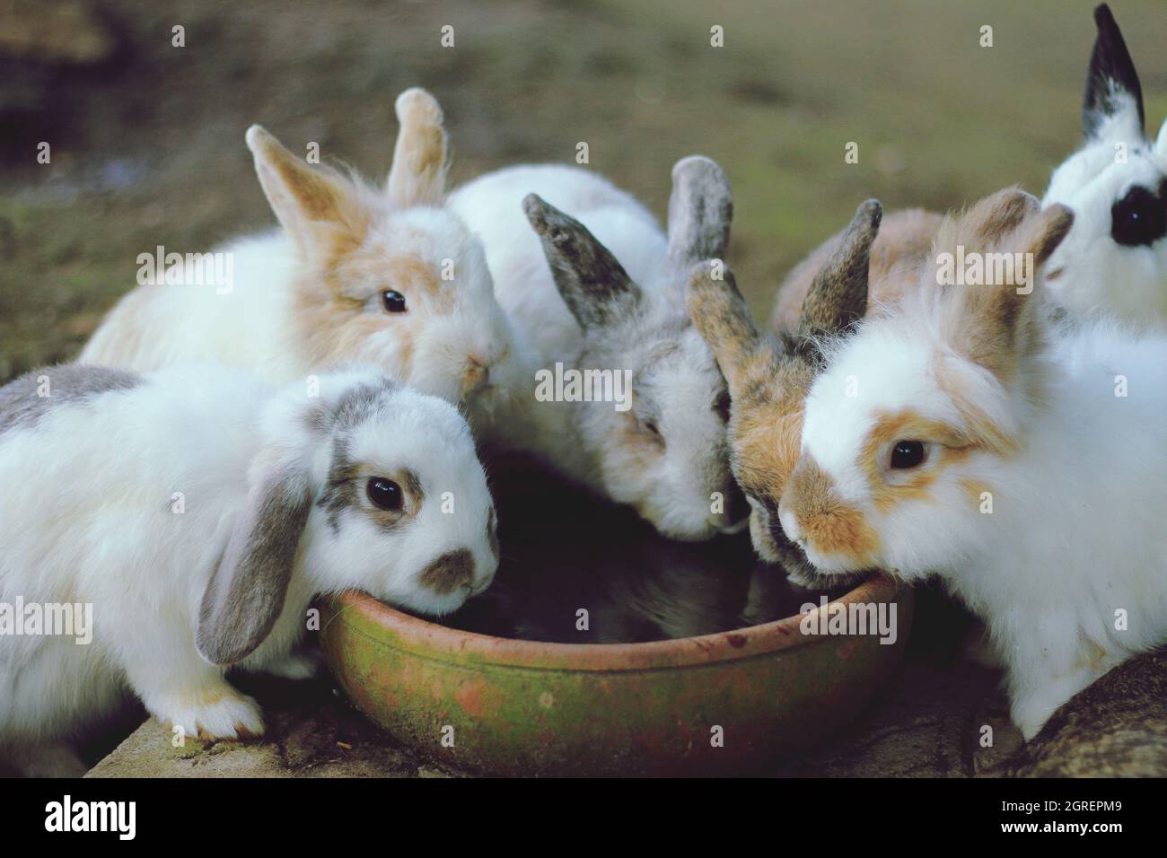 Bunny ear sheep hi-res stock photography and images - Alamy