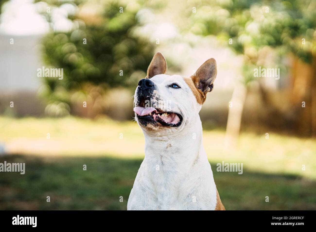 Expression attention hi-res stock photography and images - Alamy