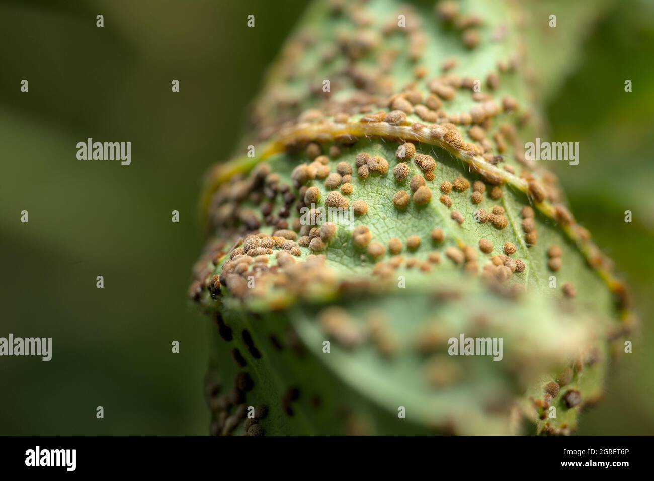 Weed chile hi-res stock photography and images - Alamy