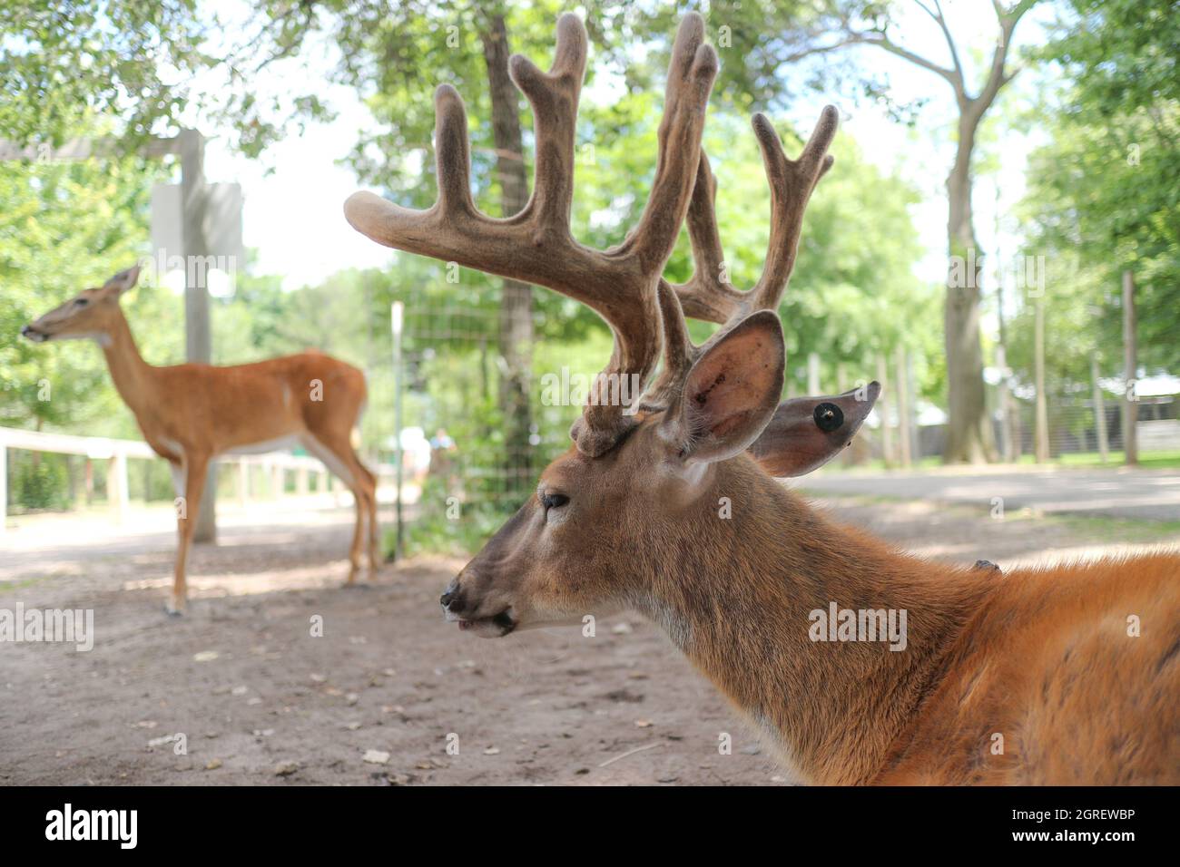 Closeup of the stag in the zoo Stock Photo - Alamy