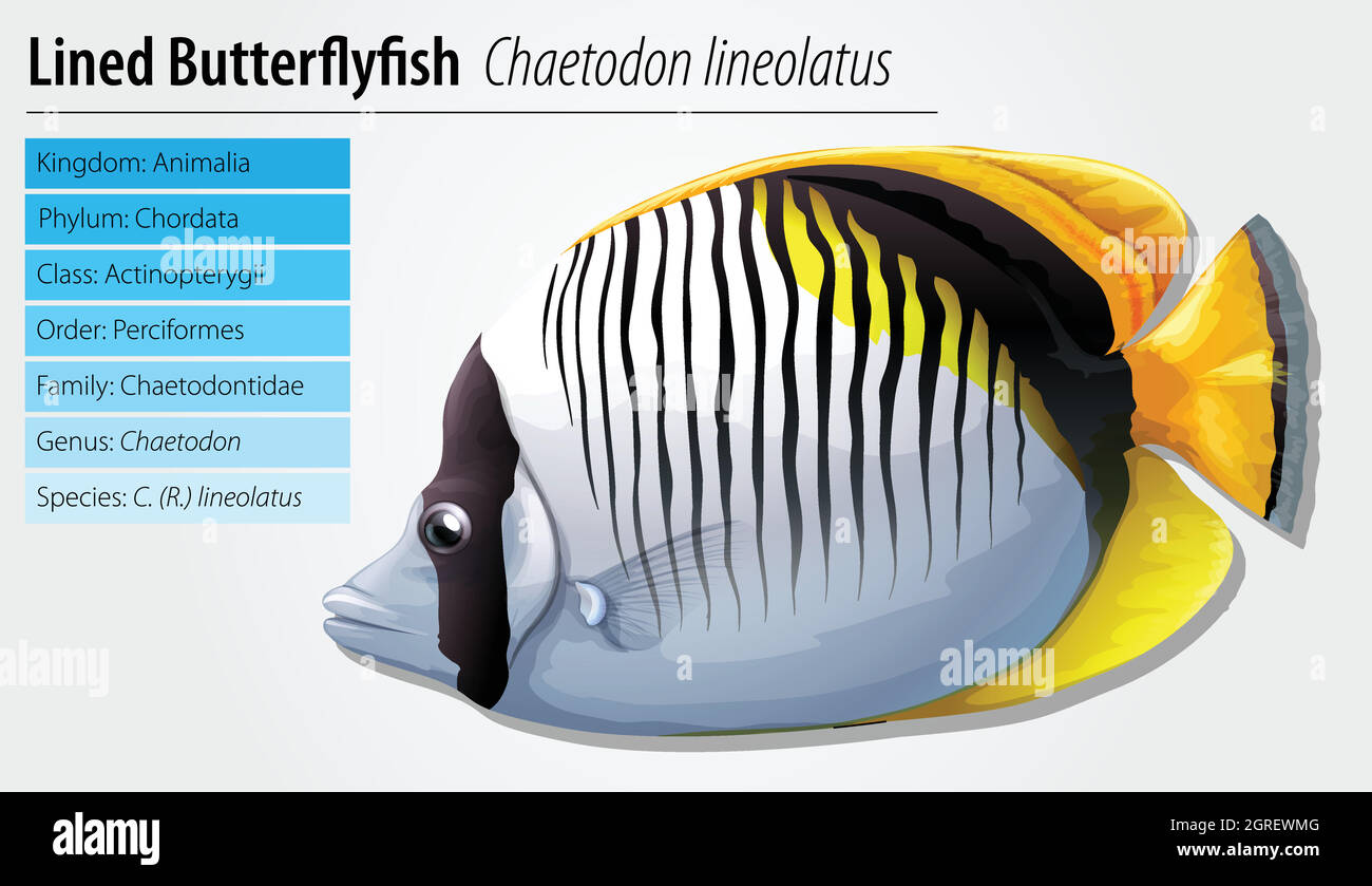 Black white view lined Stock Vector Images - Alamy