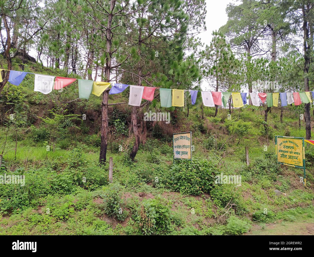 Colorful flags of the camp hanging in the forest Stock Photo - Alamy