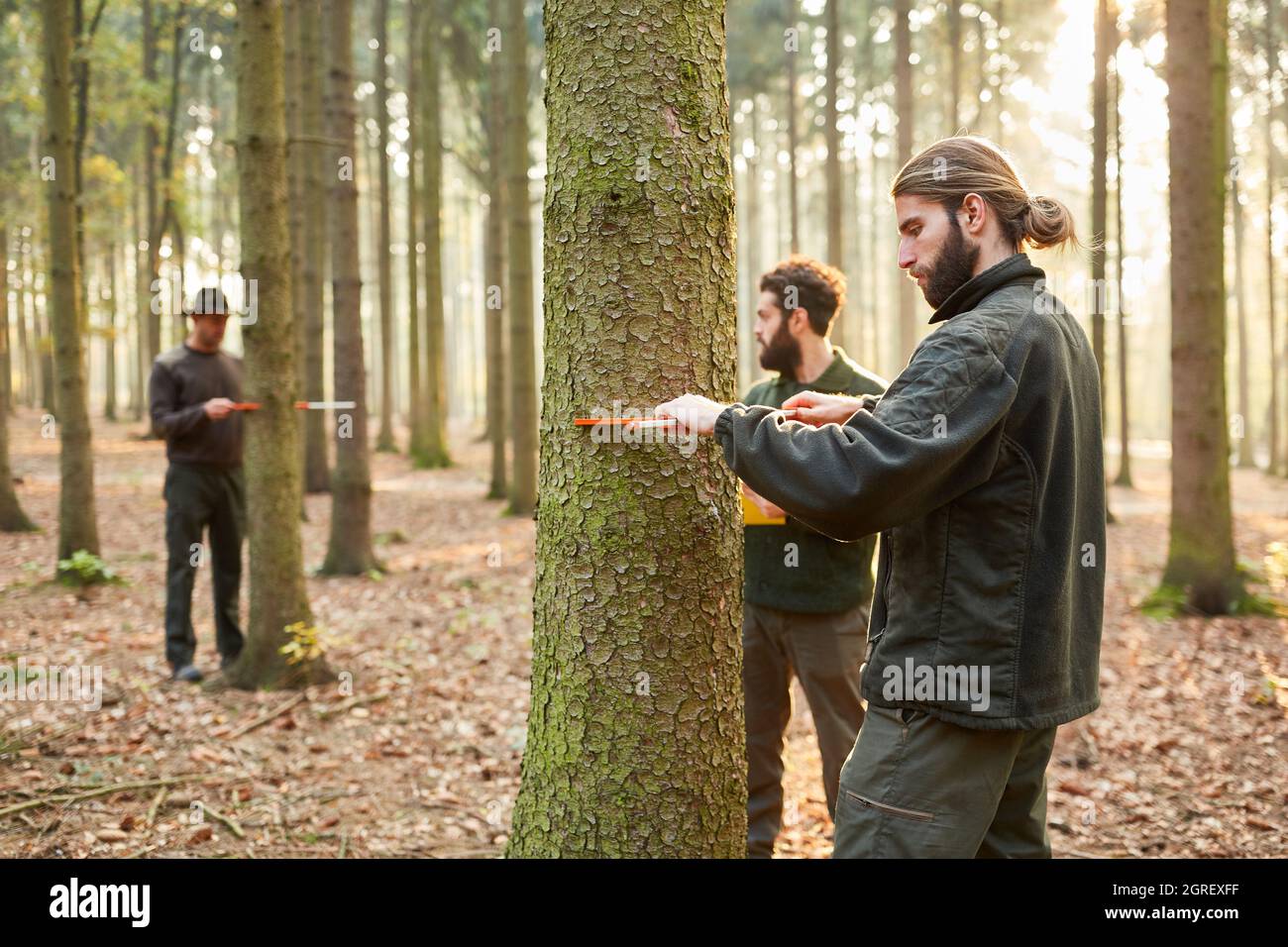 Tree Caliper High Resolution Stock Photography and Images - Alamy