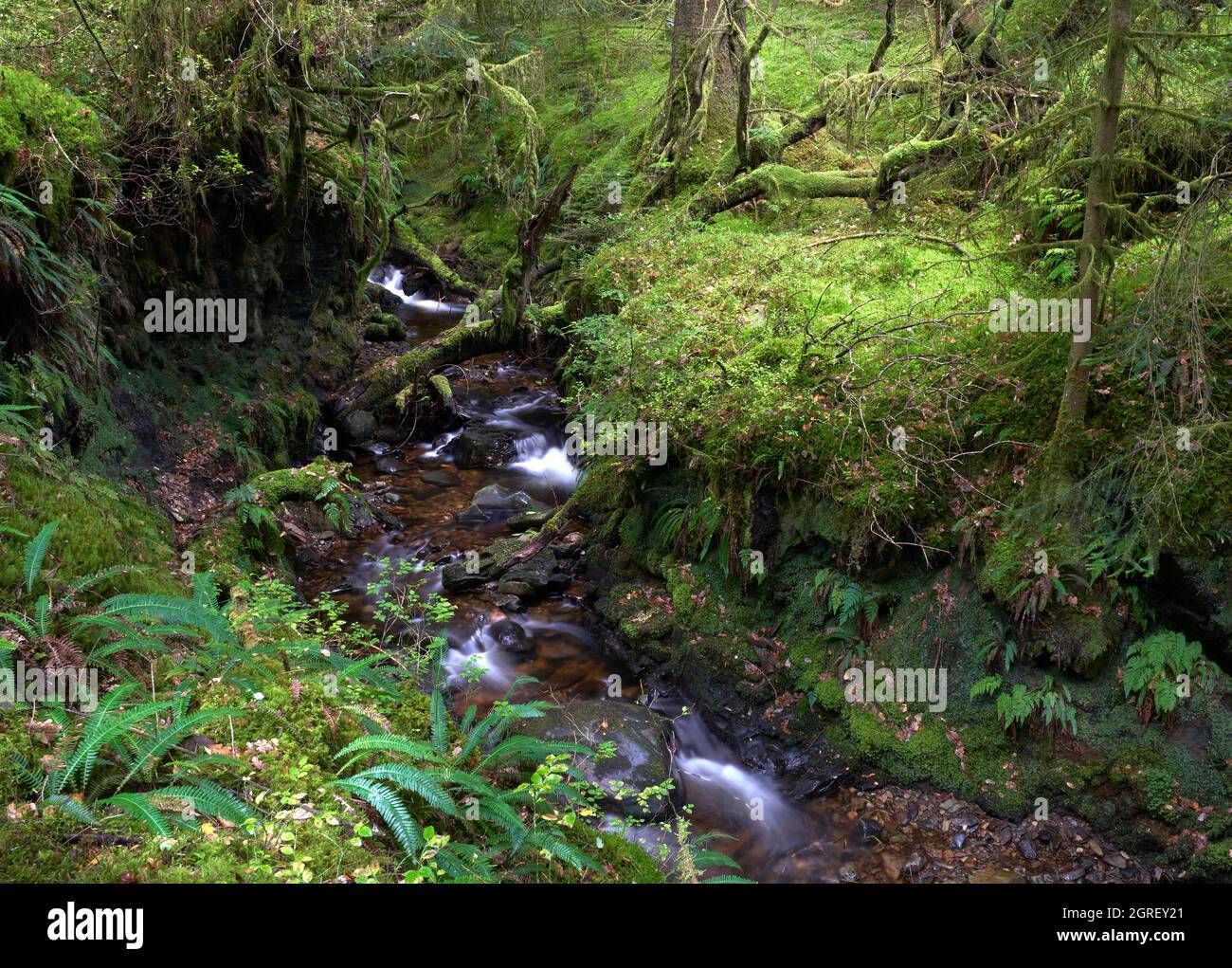 Long exposure of a waterfall in Puck's Glen in the Argyll Forest Park ...