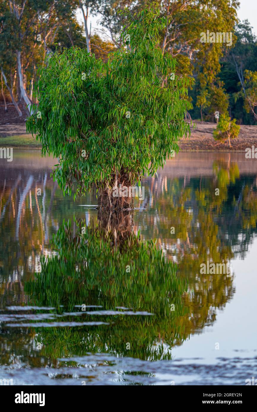 Tea Tree reflection in calm water of Lake Patricia, Weipa, Cape York ...