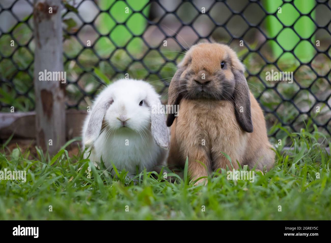 Rabbit playing in fence hi-res stock photography and images - Alamy