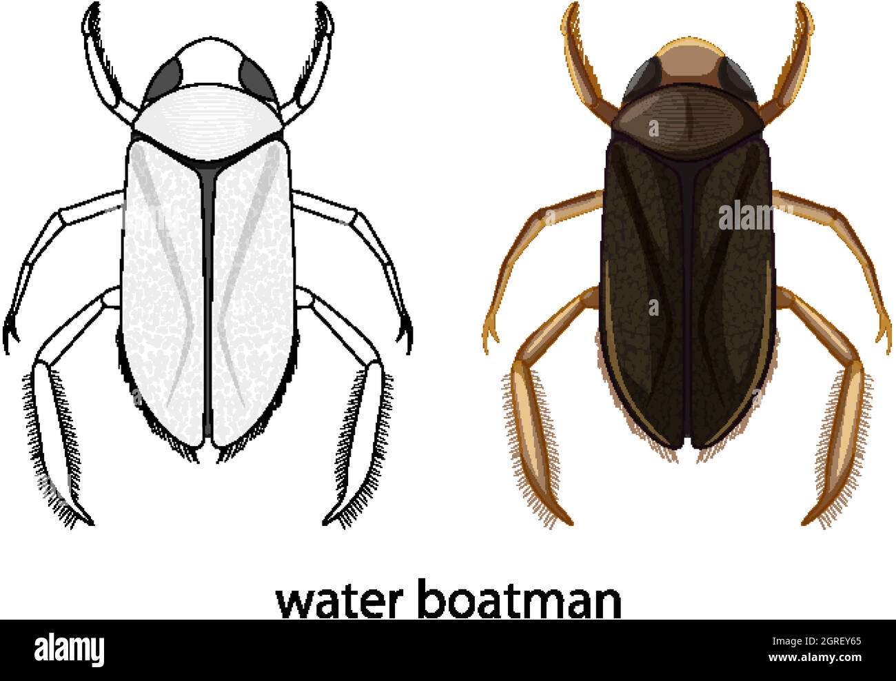 Water for insects Stock Vector Images - Alamy