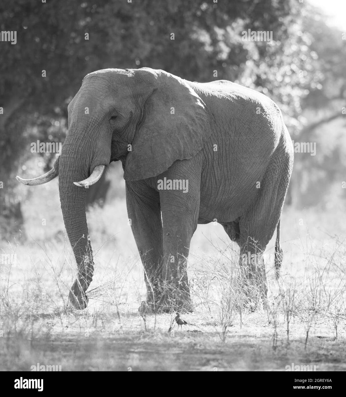 Asian and african elephant Black and White Stock Photos & Images - Alamy