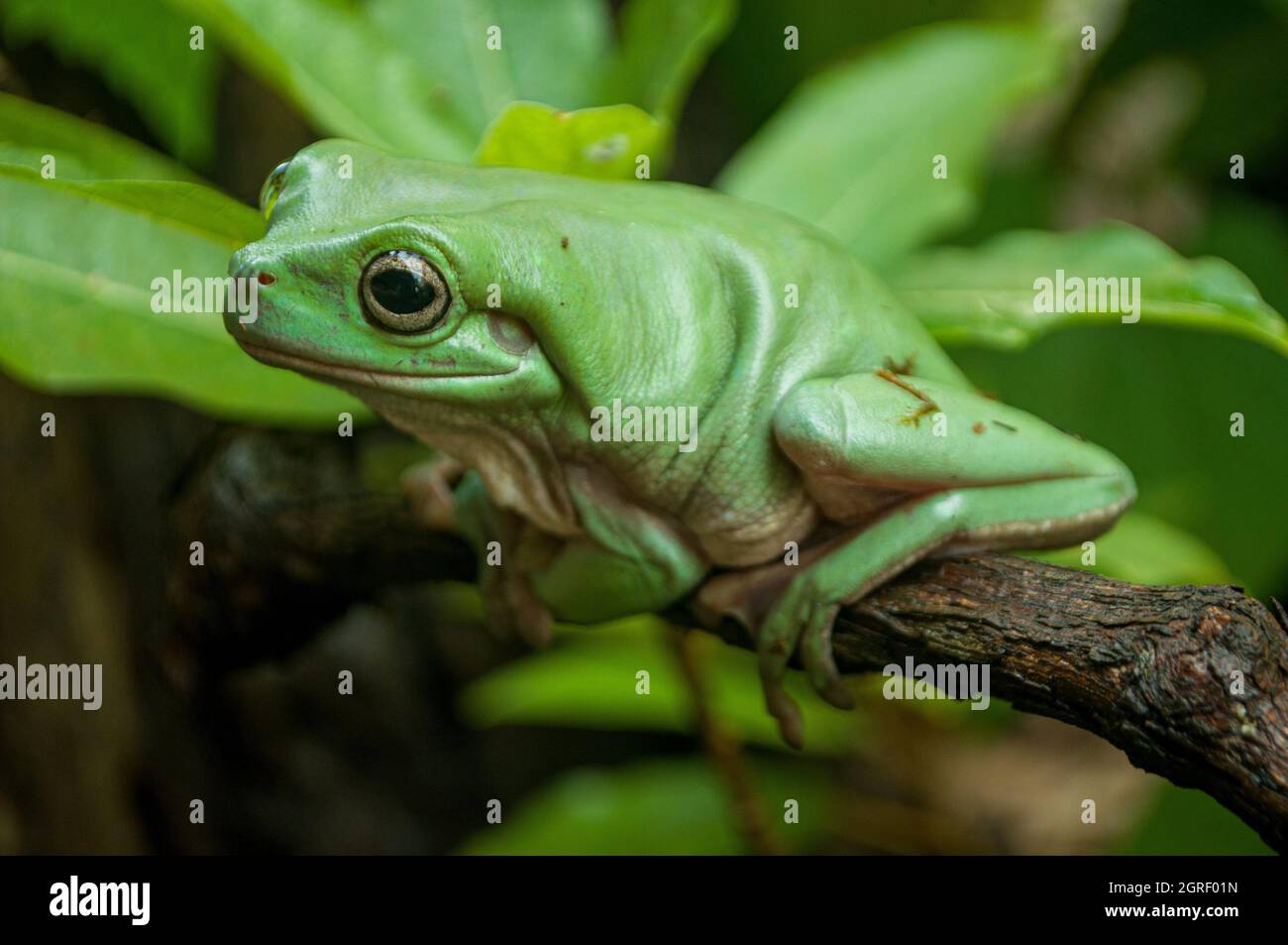 Iguana iguana mating hi-res stock photography and images - Alamy