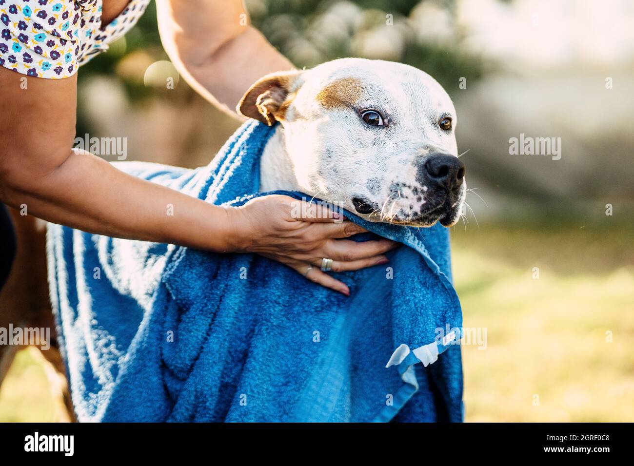 Woman drying a dog with a blue towel in a garden Stock Photo - Alamy
