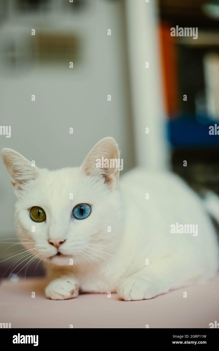 Angora cats hi-res stock photography and images - Alamy