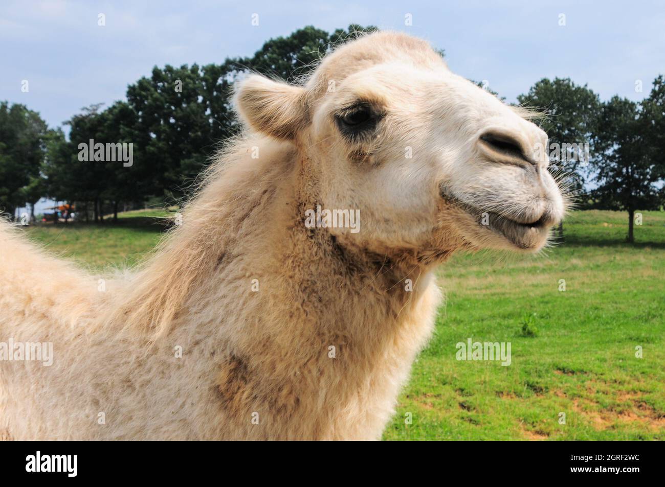 The camel virginia hi-res stock photography and images - Alamy