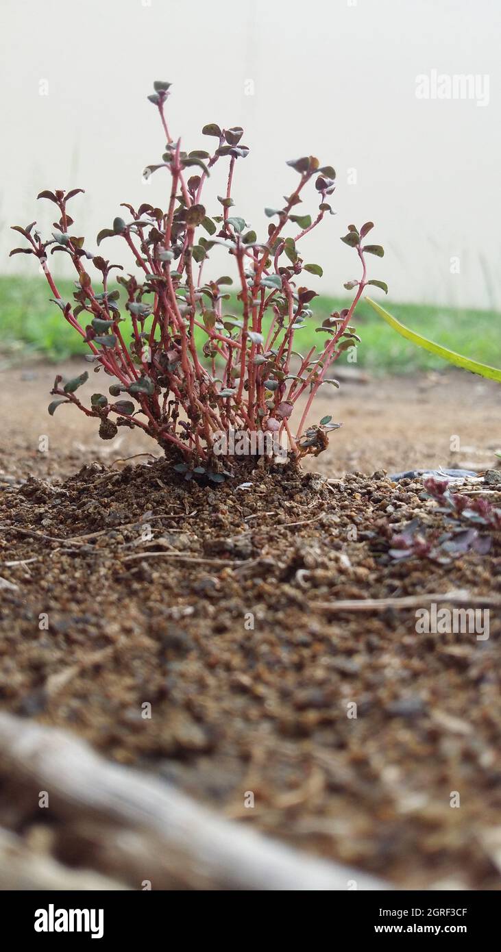 Ant perspective hi-res stock photography and images - Alamy