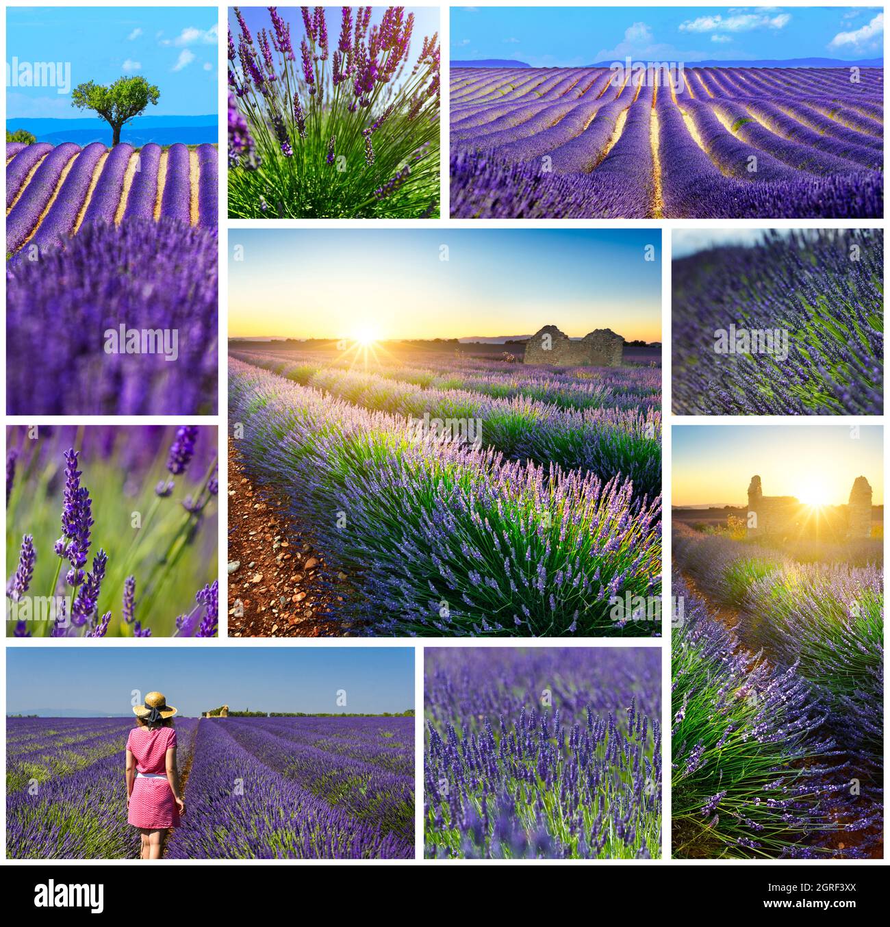 Lavender fields rectangular travel photo collage Stock Photo - Alamy
