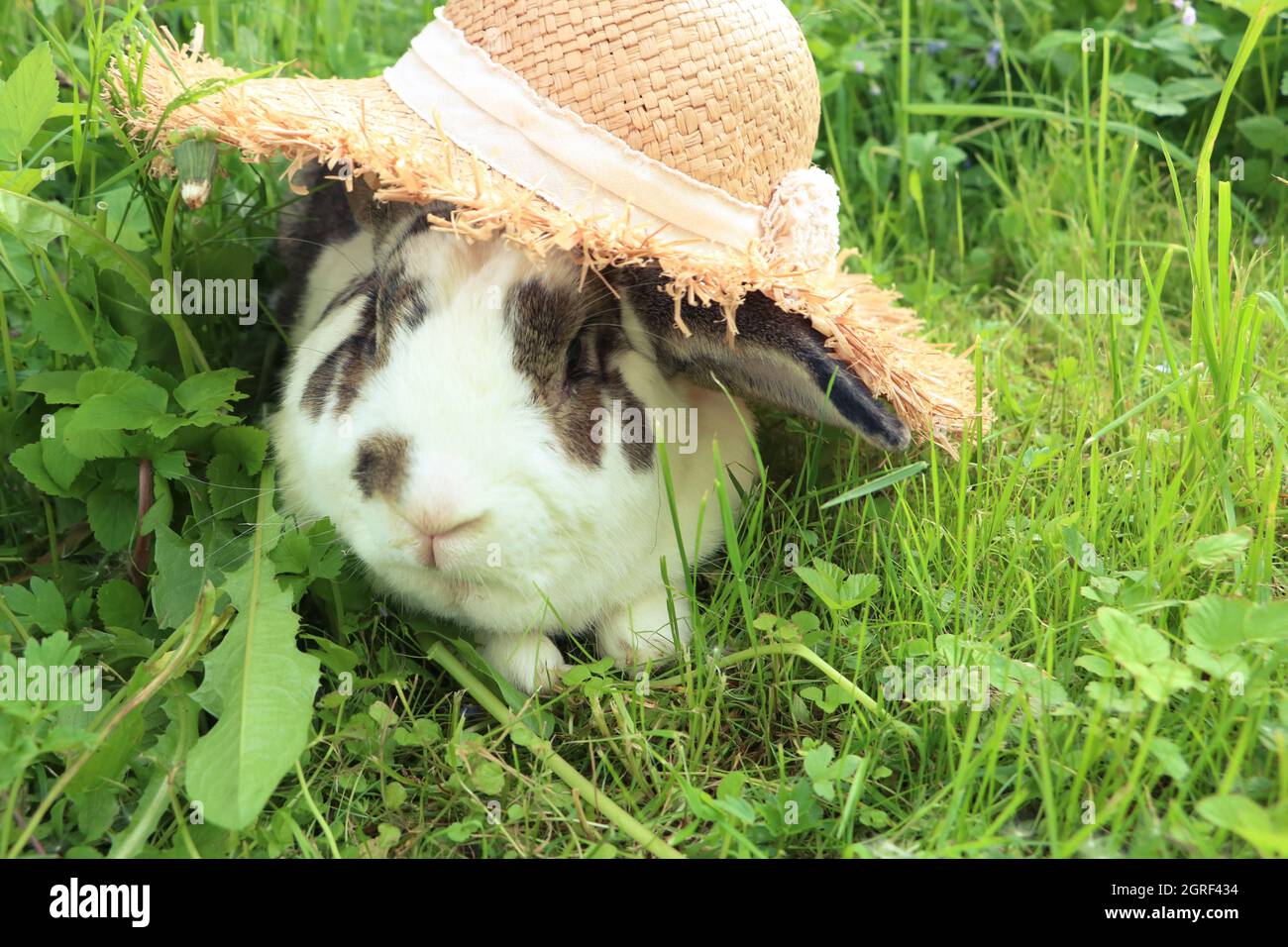 Rabbit eating plant hi-res stock photography and images - Alamy