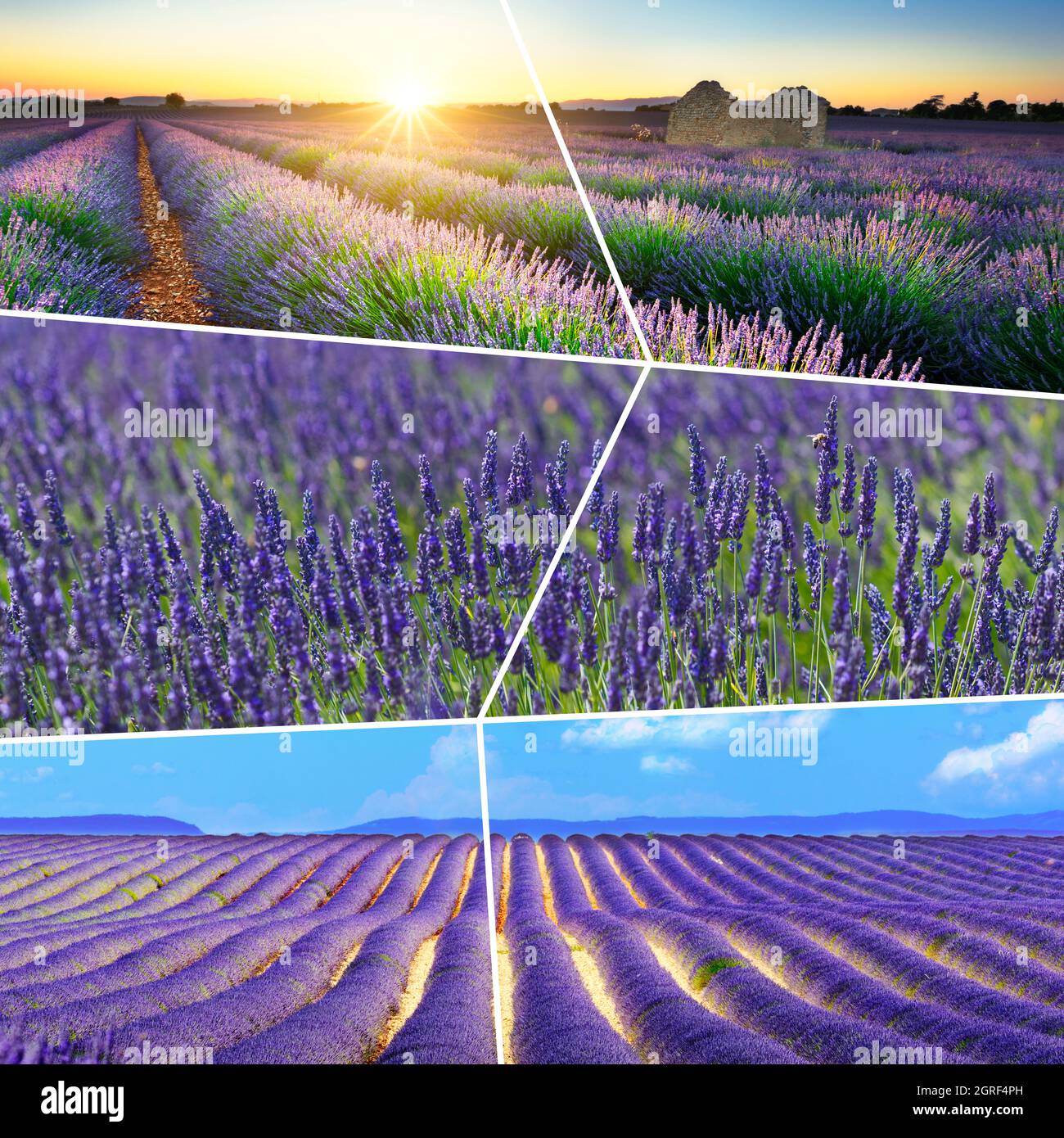 Lavender fields rectangular travel photo collage Stock Photo - Alamy