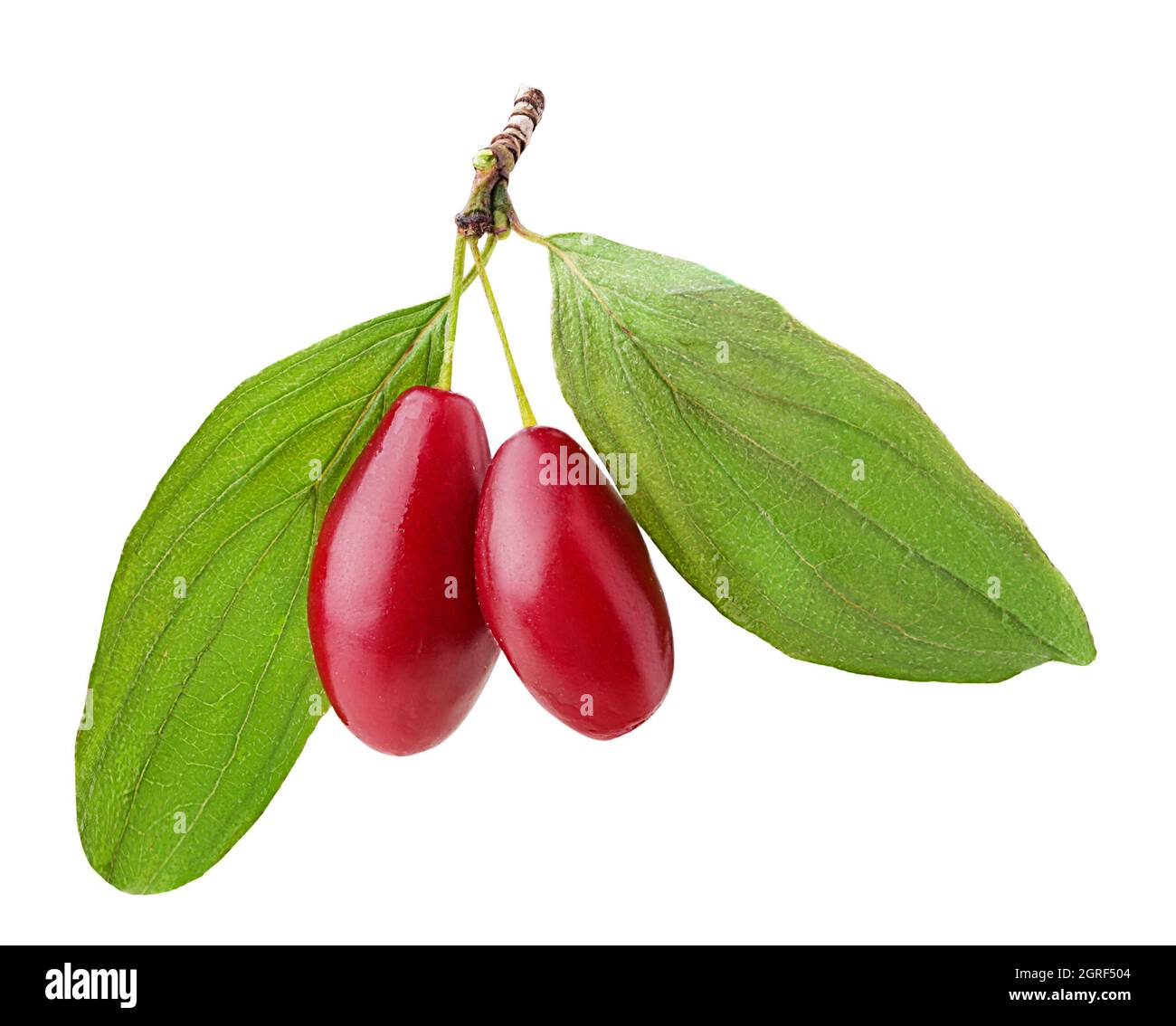 Cornel berries on a branch with leaves isolated isolated on white ...