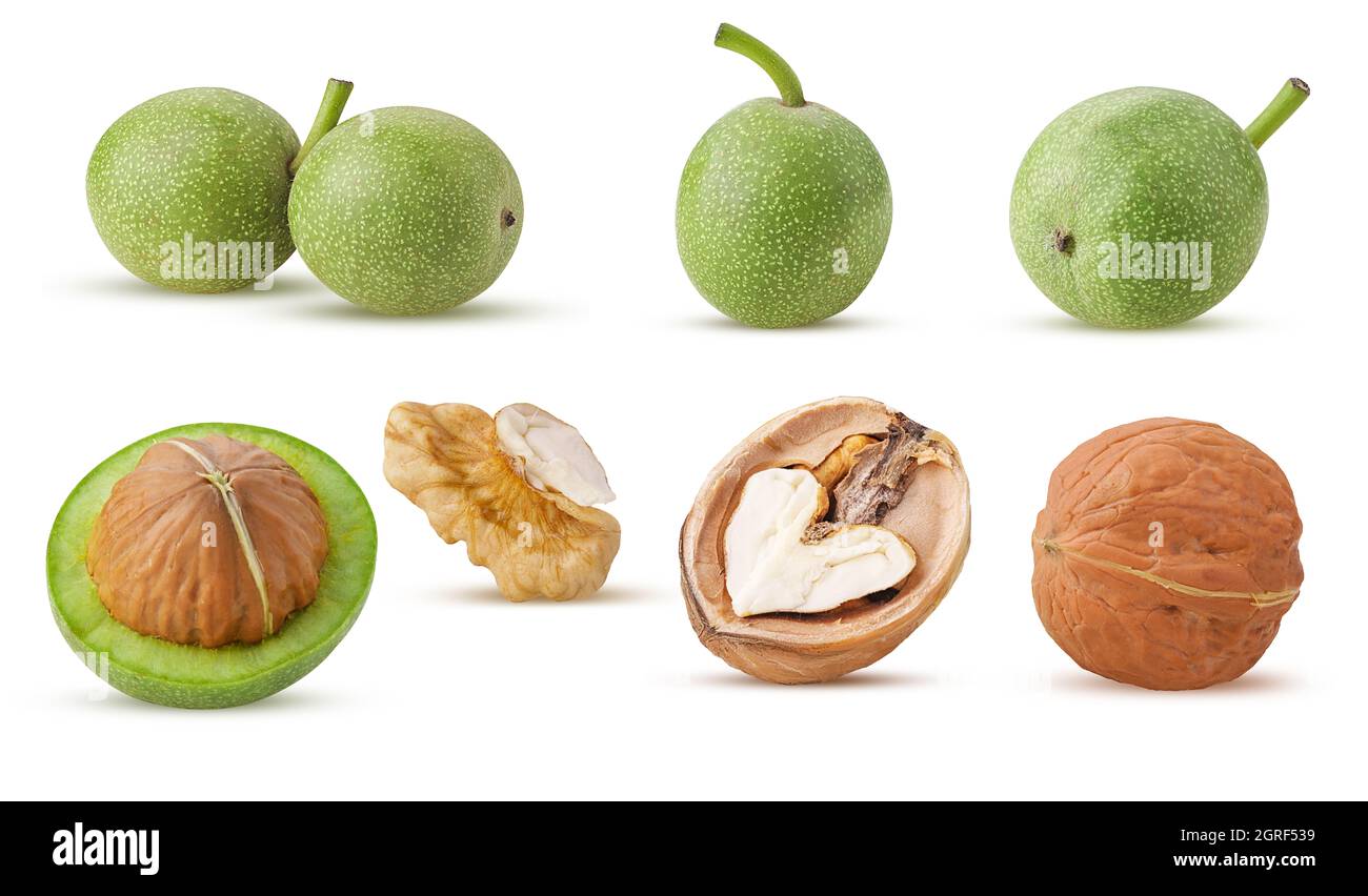 Set young green walnut whole, peeled, cut in half isolated on white ...