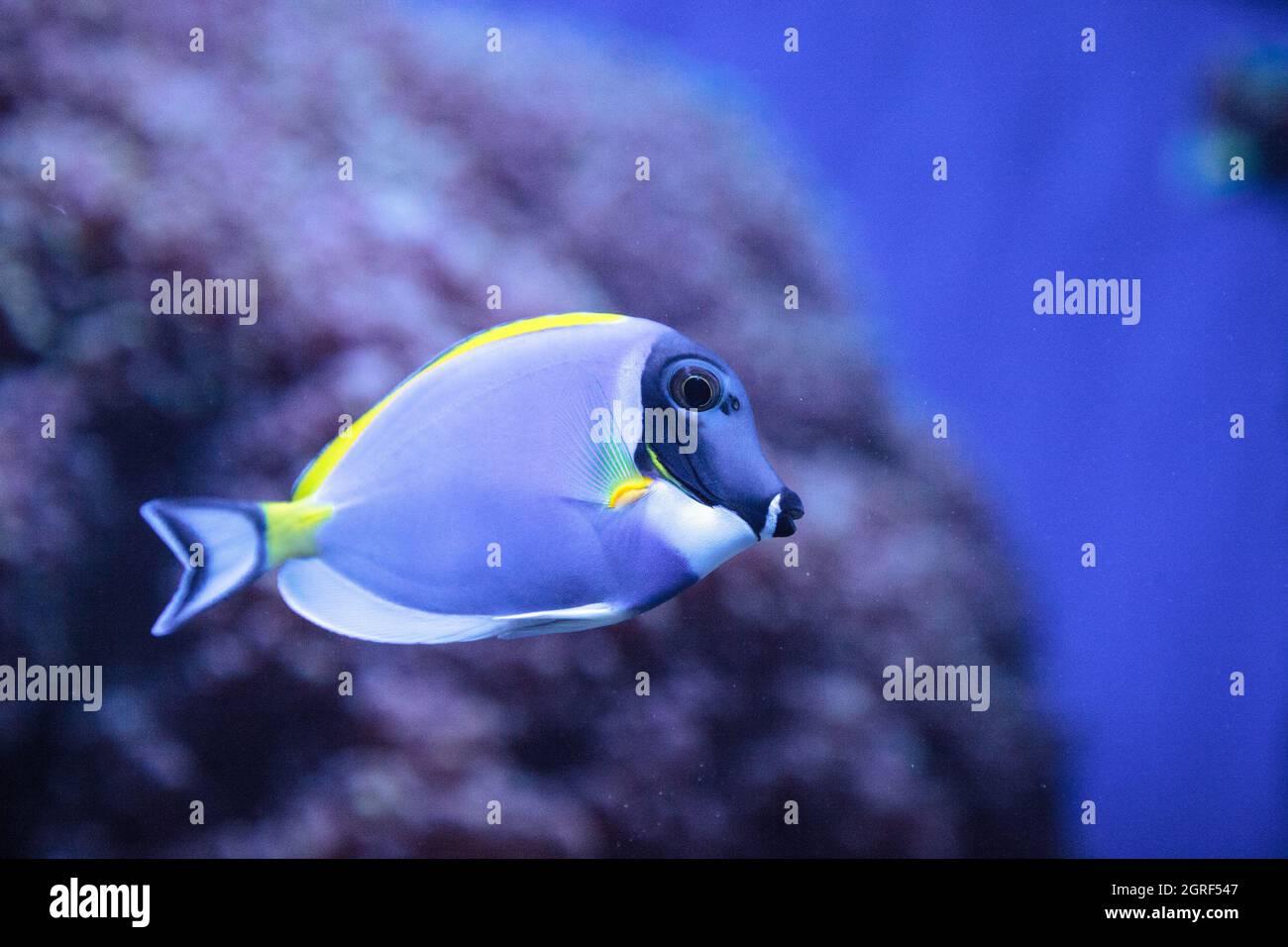 Powderblue tang fish hi-res stock photography and images - Alamy
